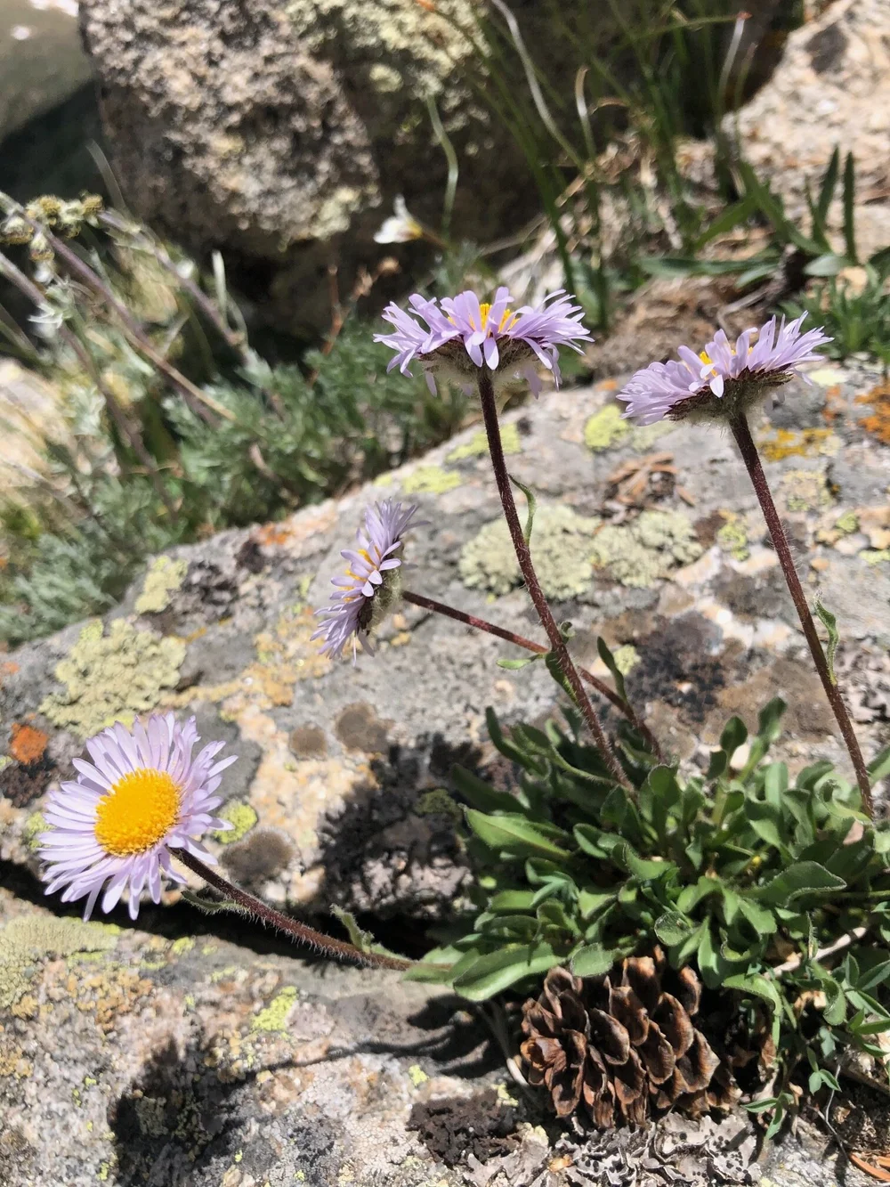 Tundra daisy — Independence Pass Foundation