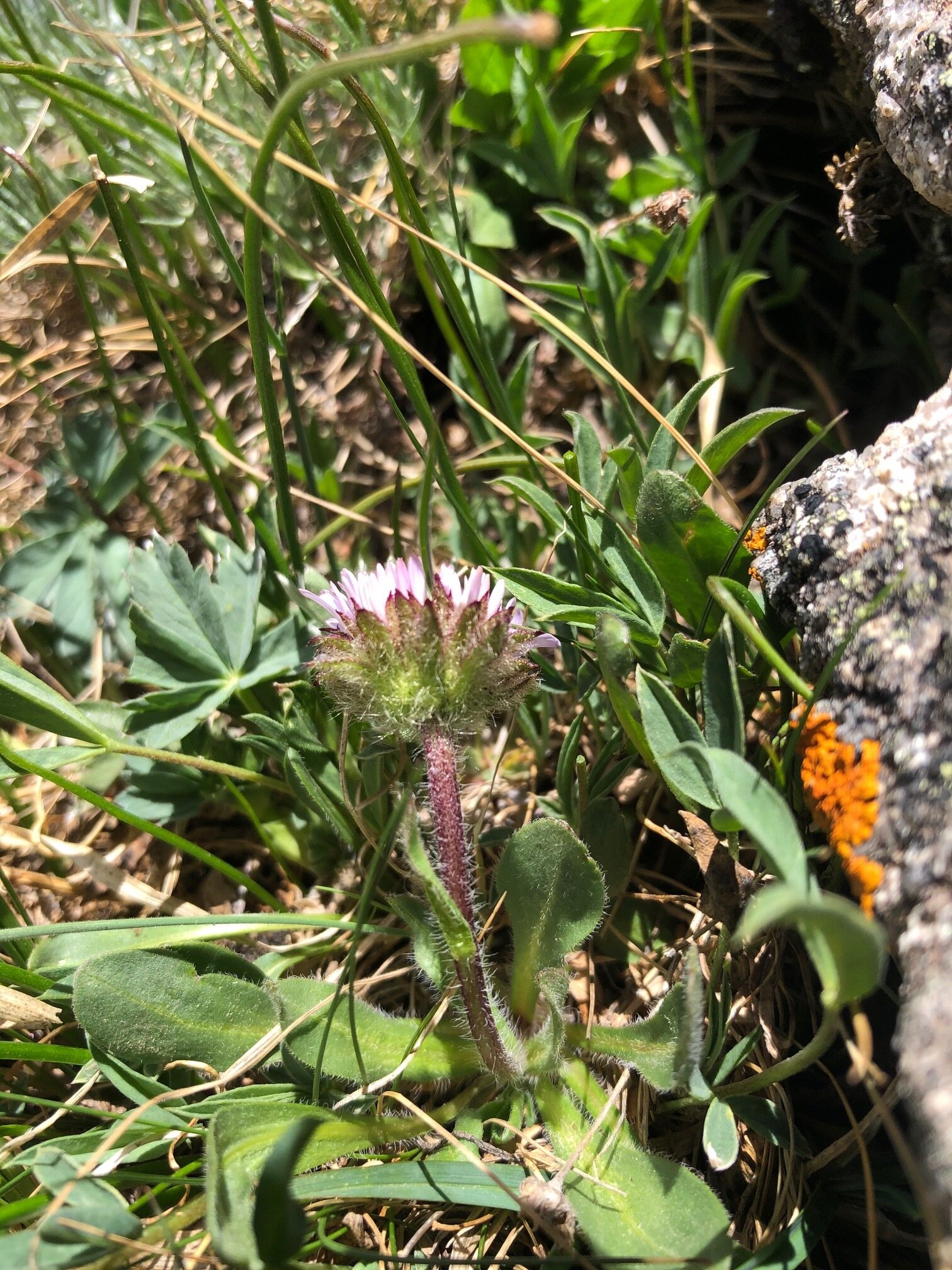 Tundra daisy — Independence Pass Foundation