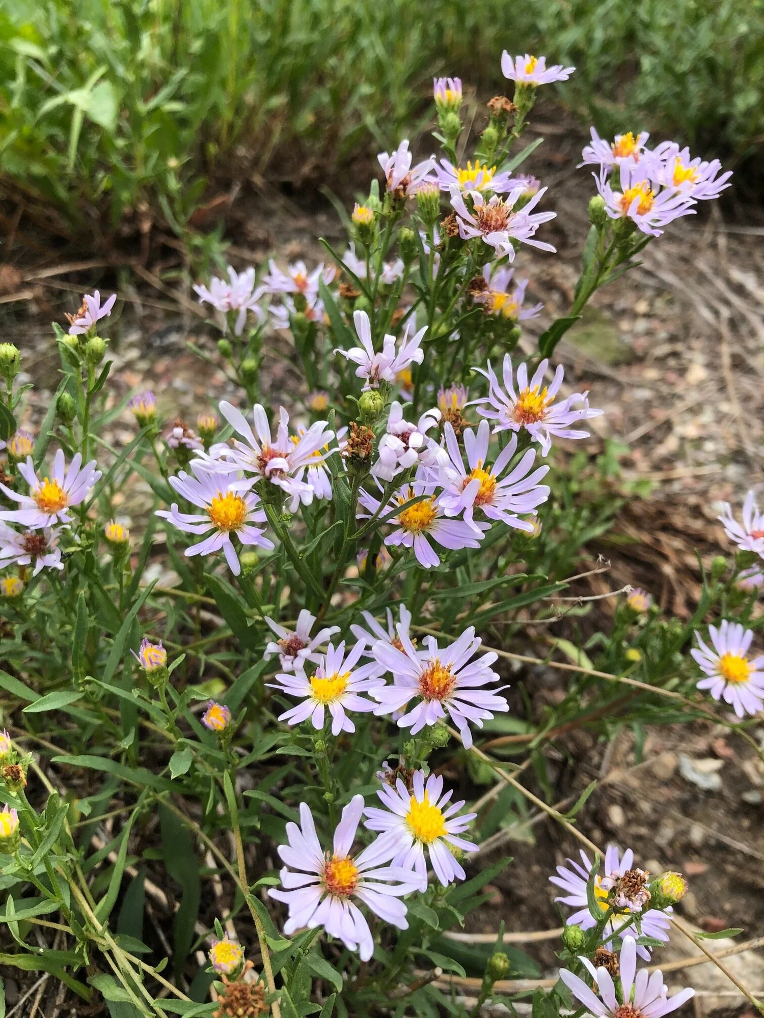A bit of a stiff — Independence Pass Foundation