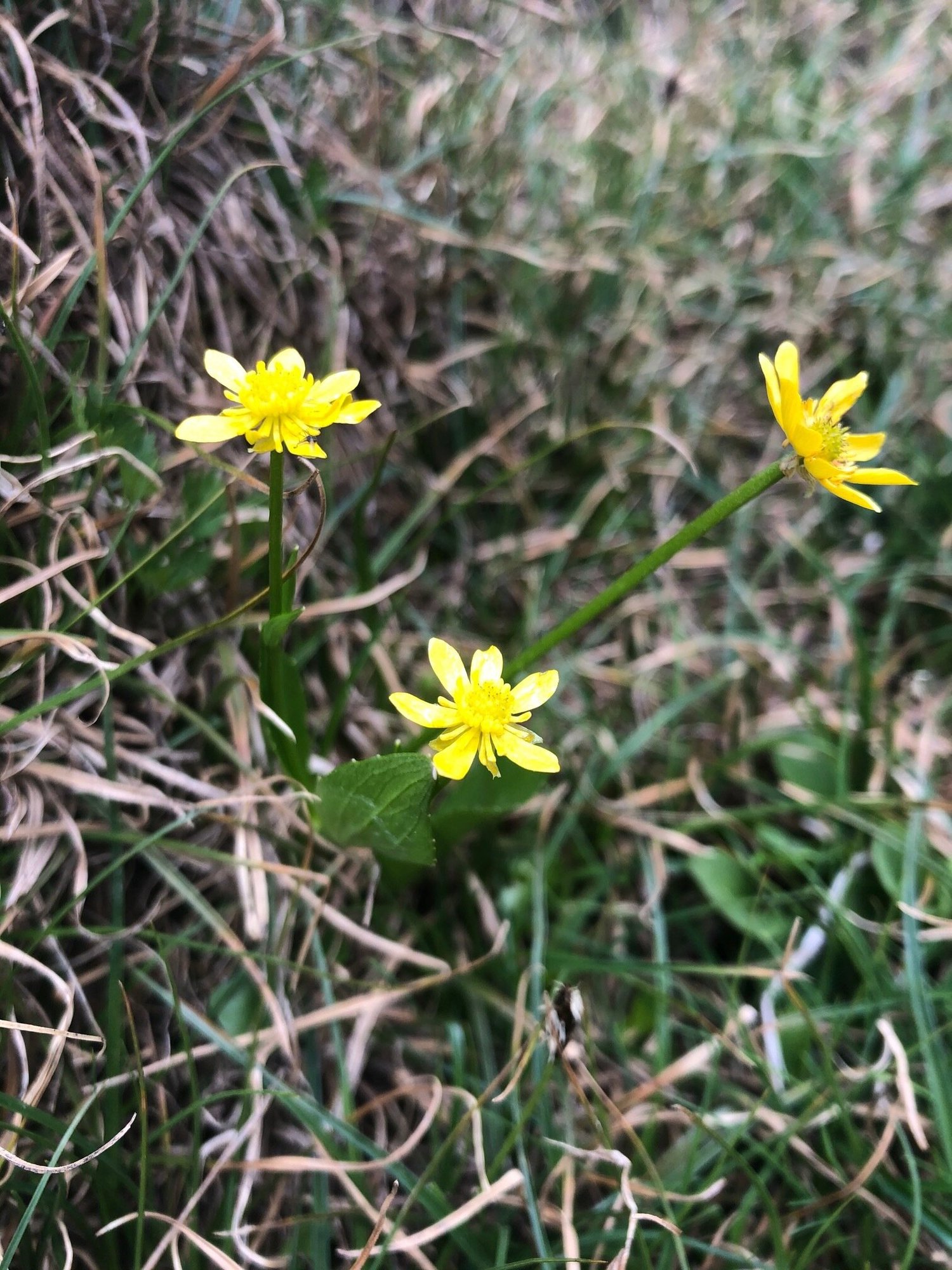 Ranunculus redux — Independence Pass Foundation
