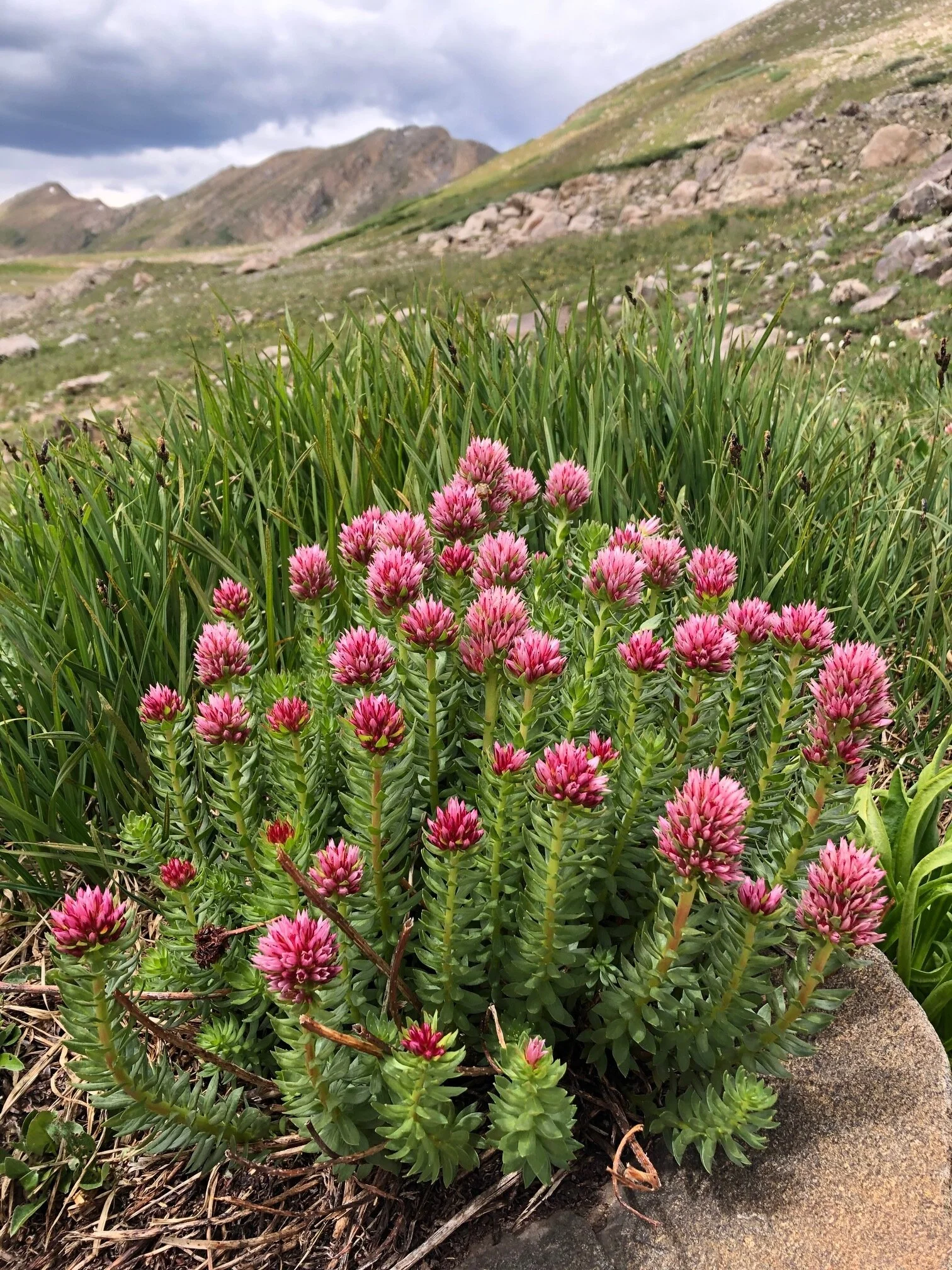 A crowning achievement — Independence Pass Foundation