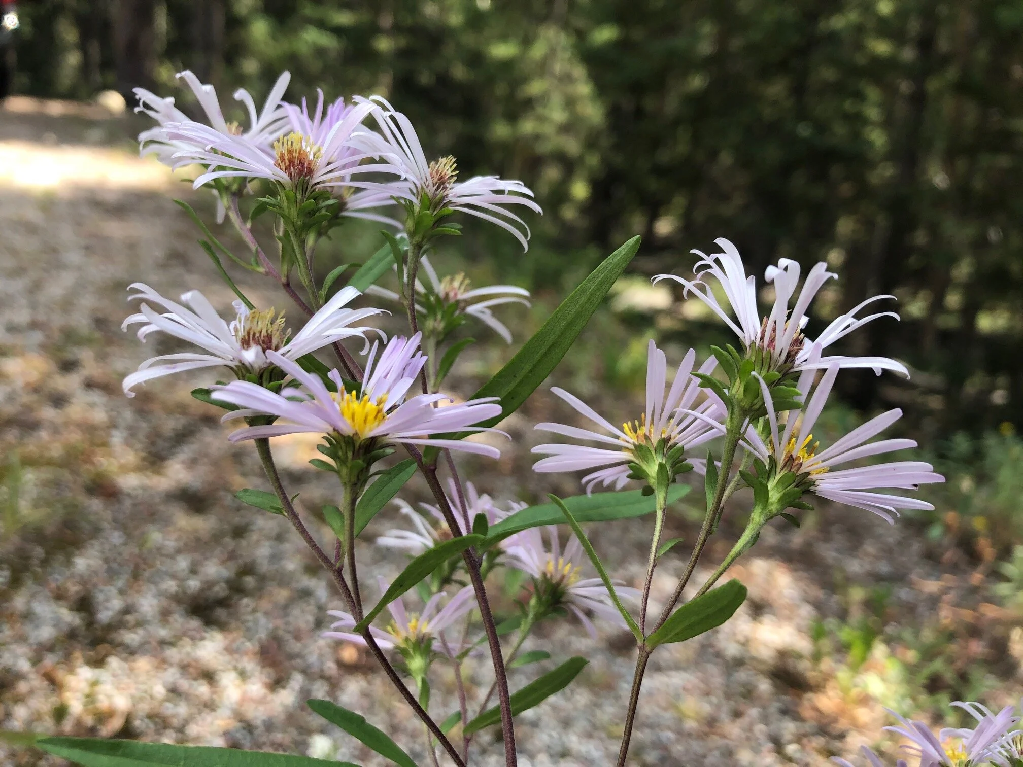 The asters are out! — Independence Pass Foundation