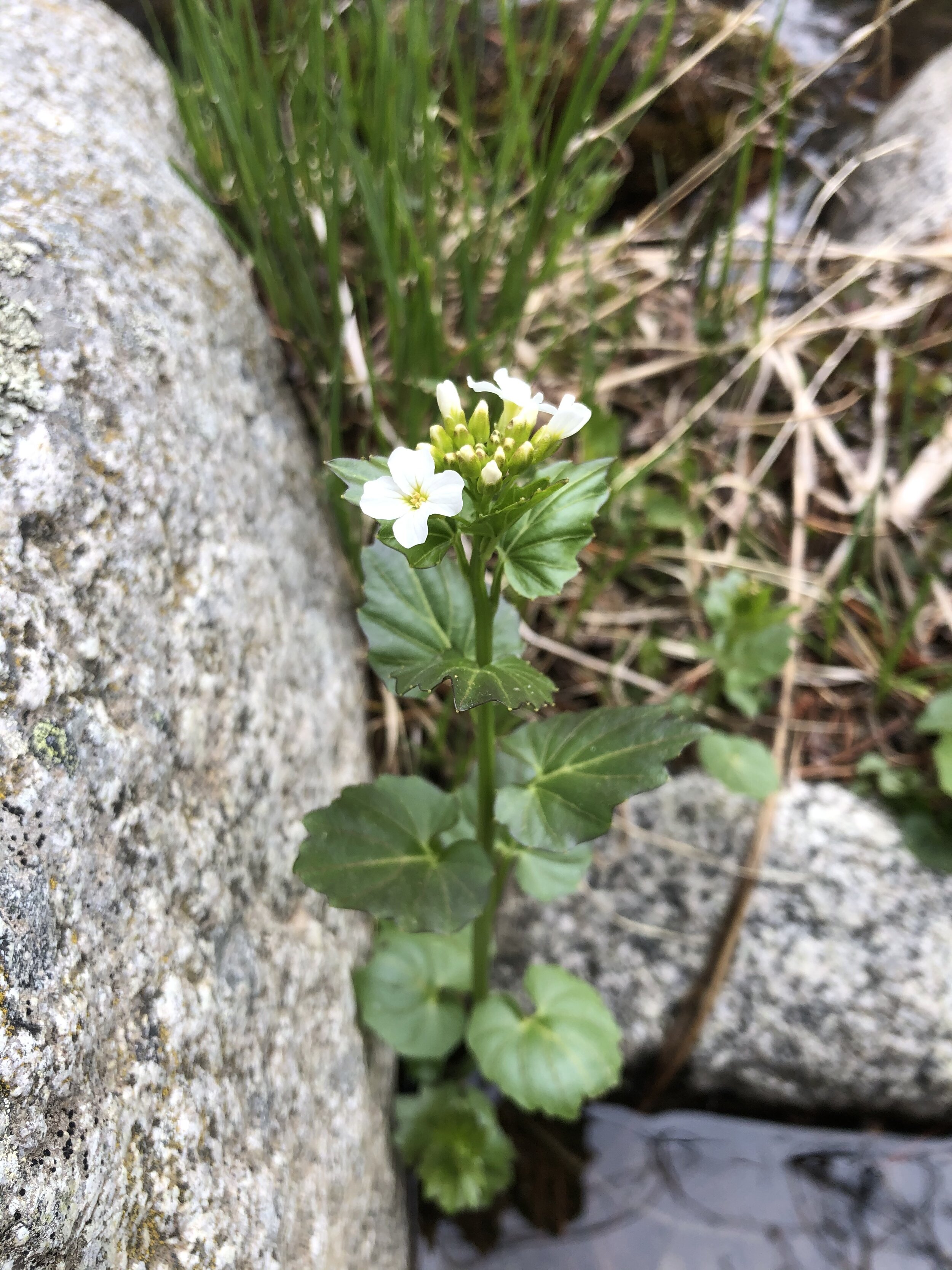 Bursting with abundance — Independence Pass Foundation