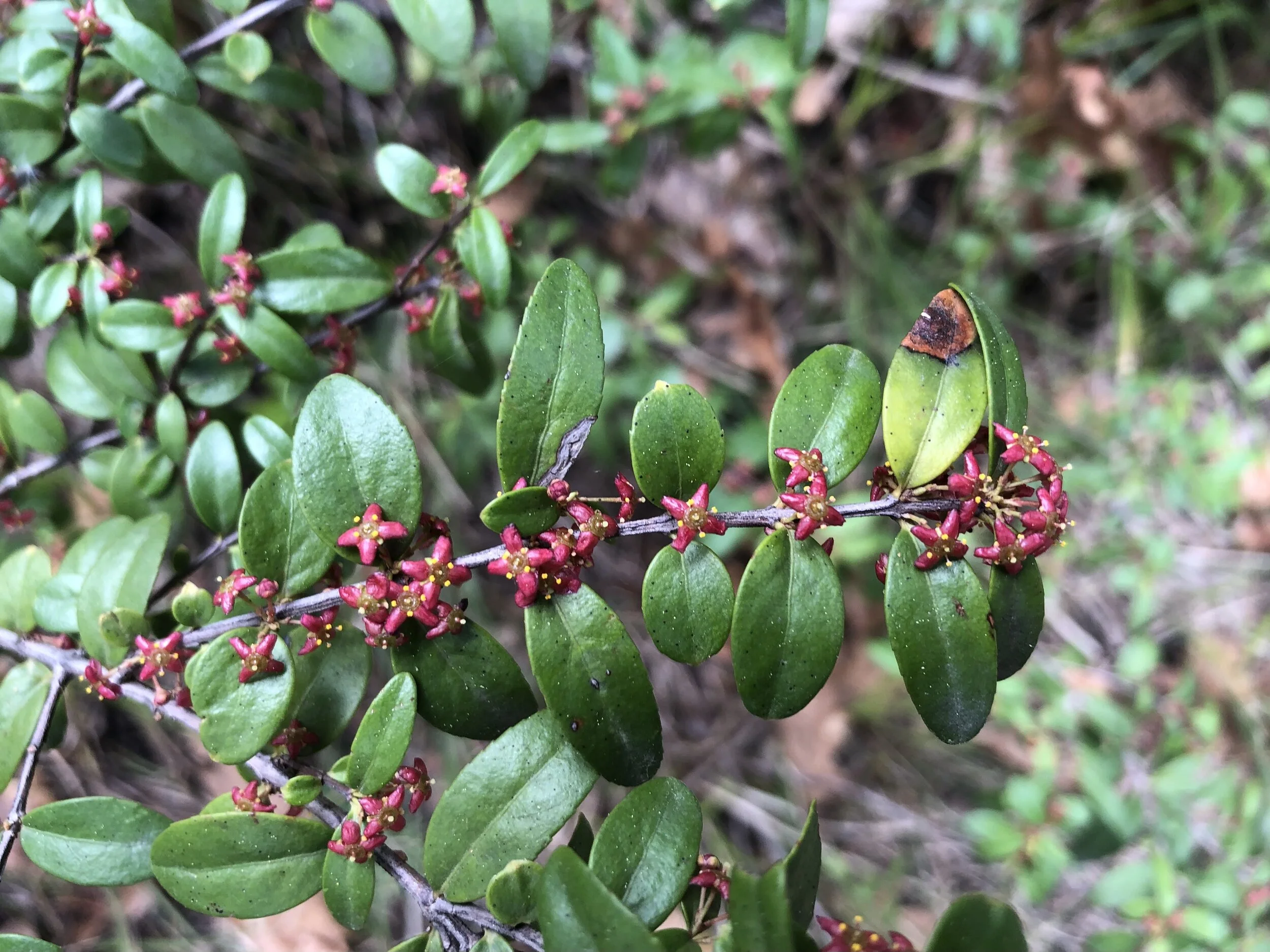 Cultivating appreciation — Independence Pass Foundation