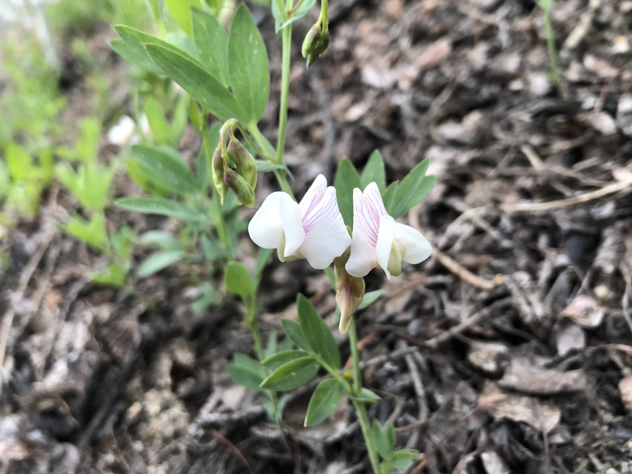 Visualize whirled peas — Independence Pass Foundation