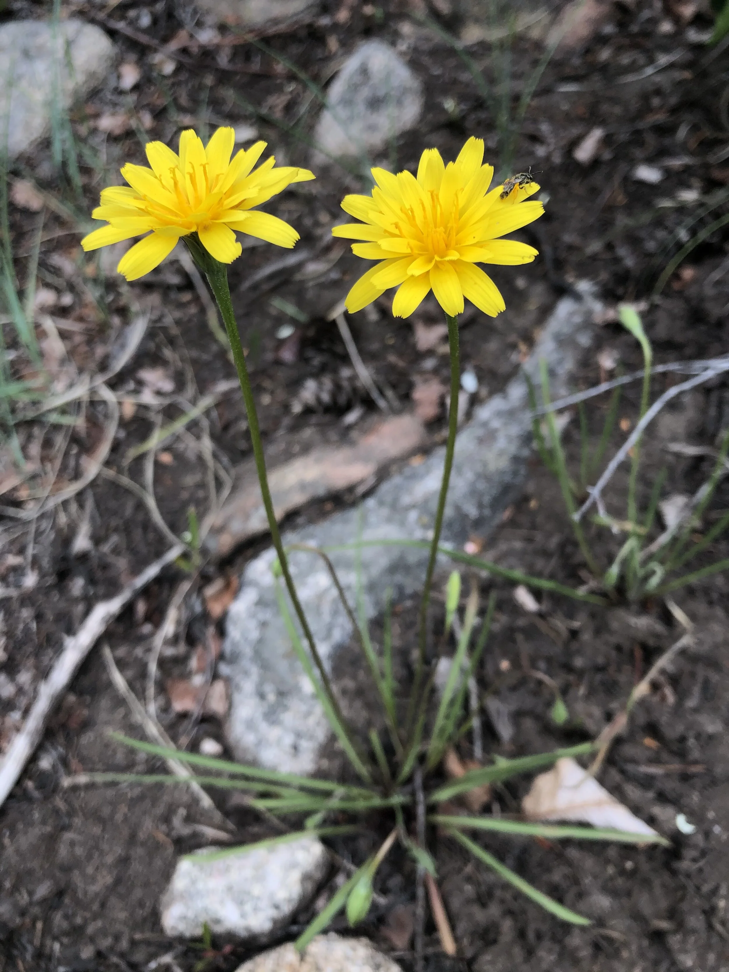 Exactly WHICH yellow daisy is this? — Independence Pass Foundation