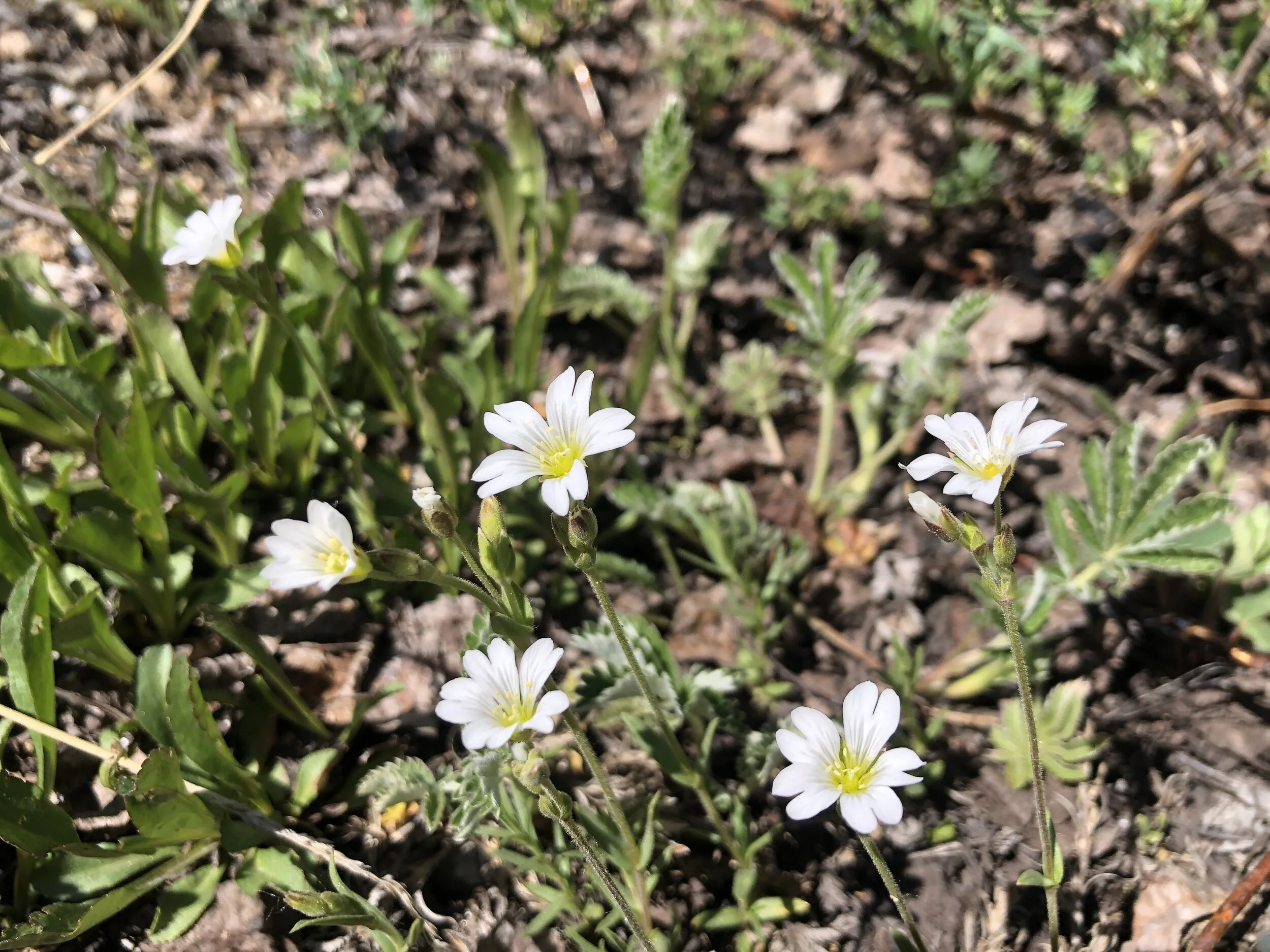 Scarious stuff — Independence Pass Foundation