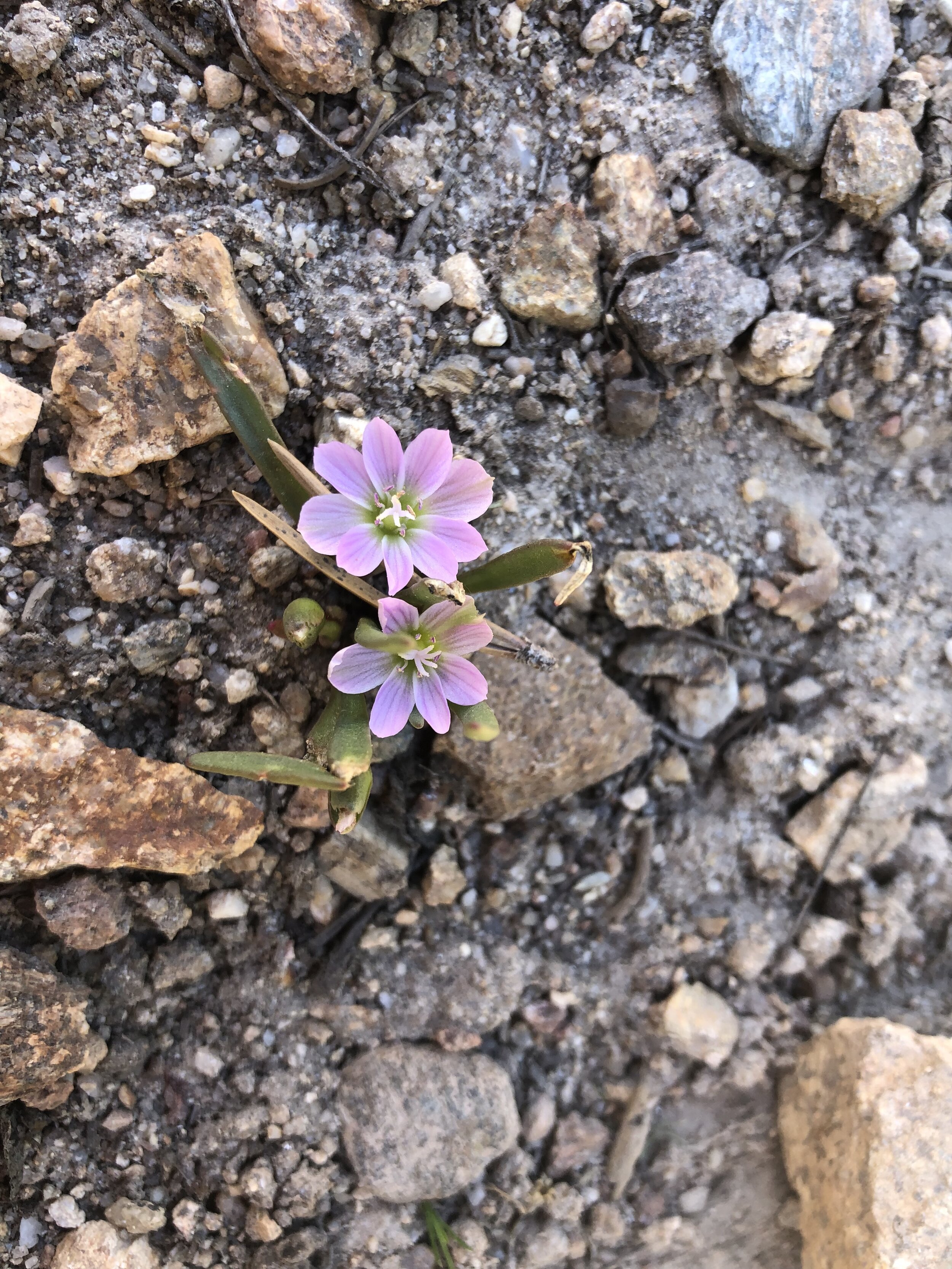 Pygmy bitterroot (yep, that's my name, alright) — Independence Pass ...