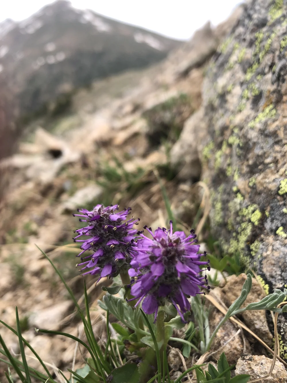 Purple jewel of the alpine — Independence Pass Foundation