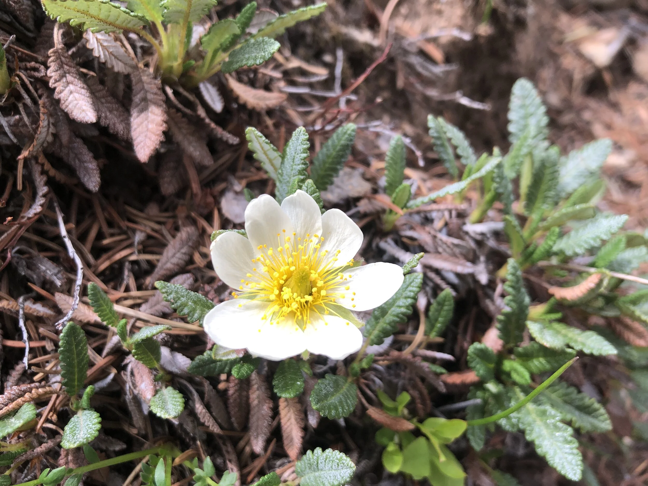 Climate change bellwether — Independence Pass Foundation