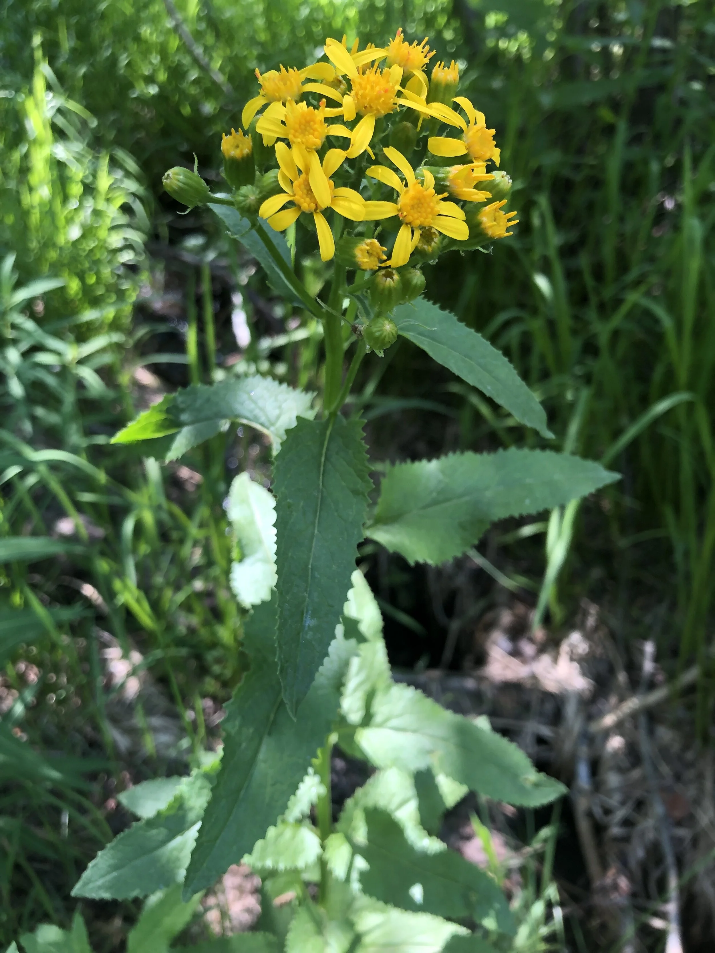 Triangles in nature — Independence Pass Foundation