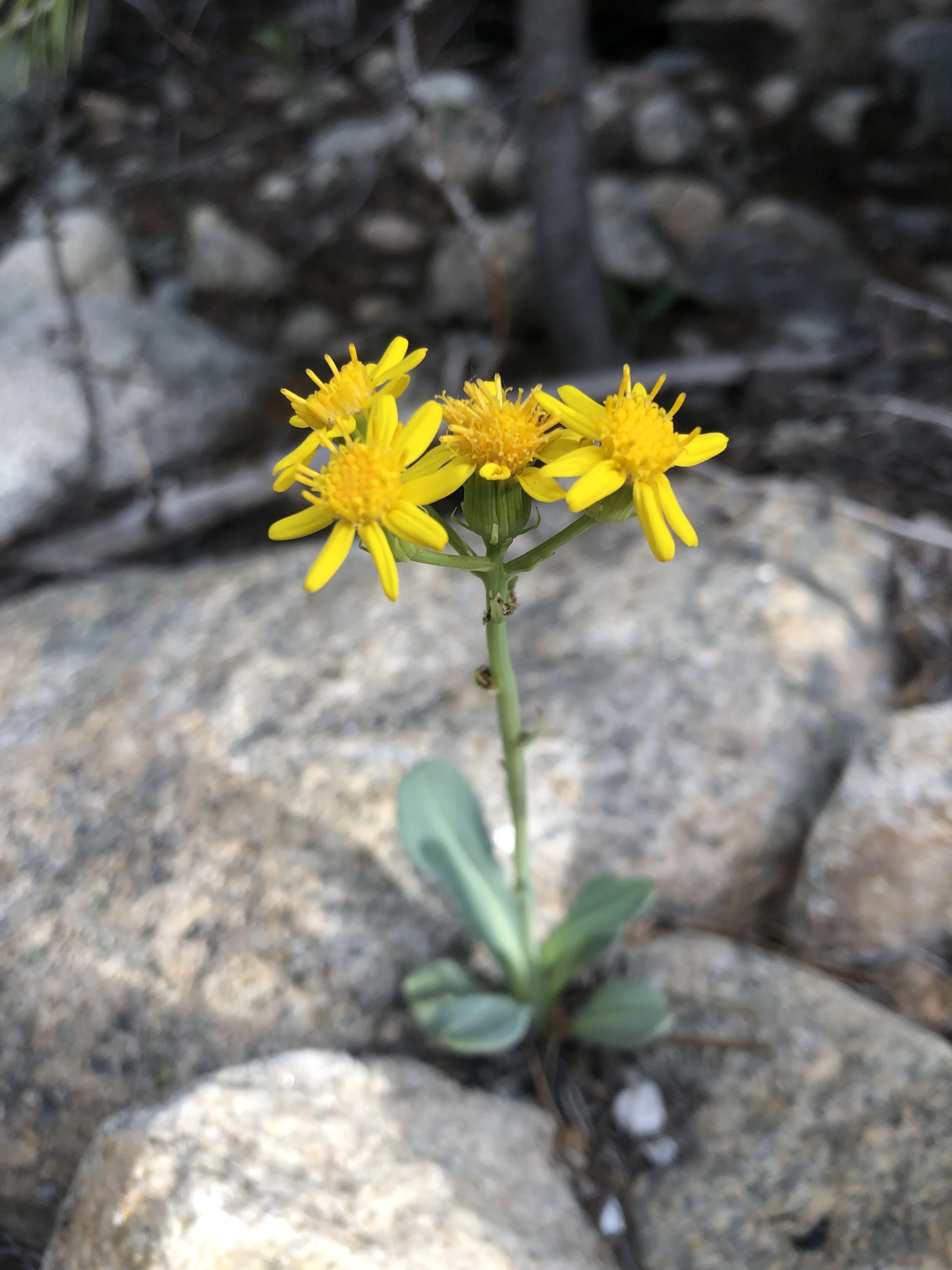 Yet another Senecio — Independence Pass Foundation