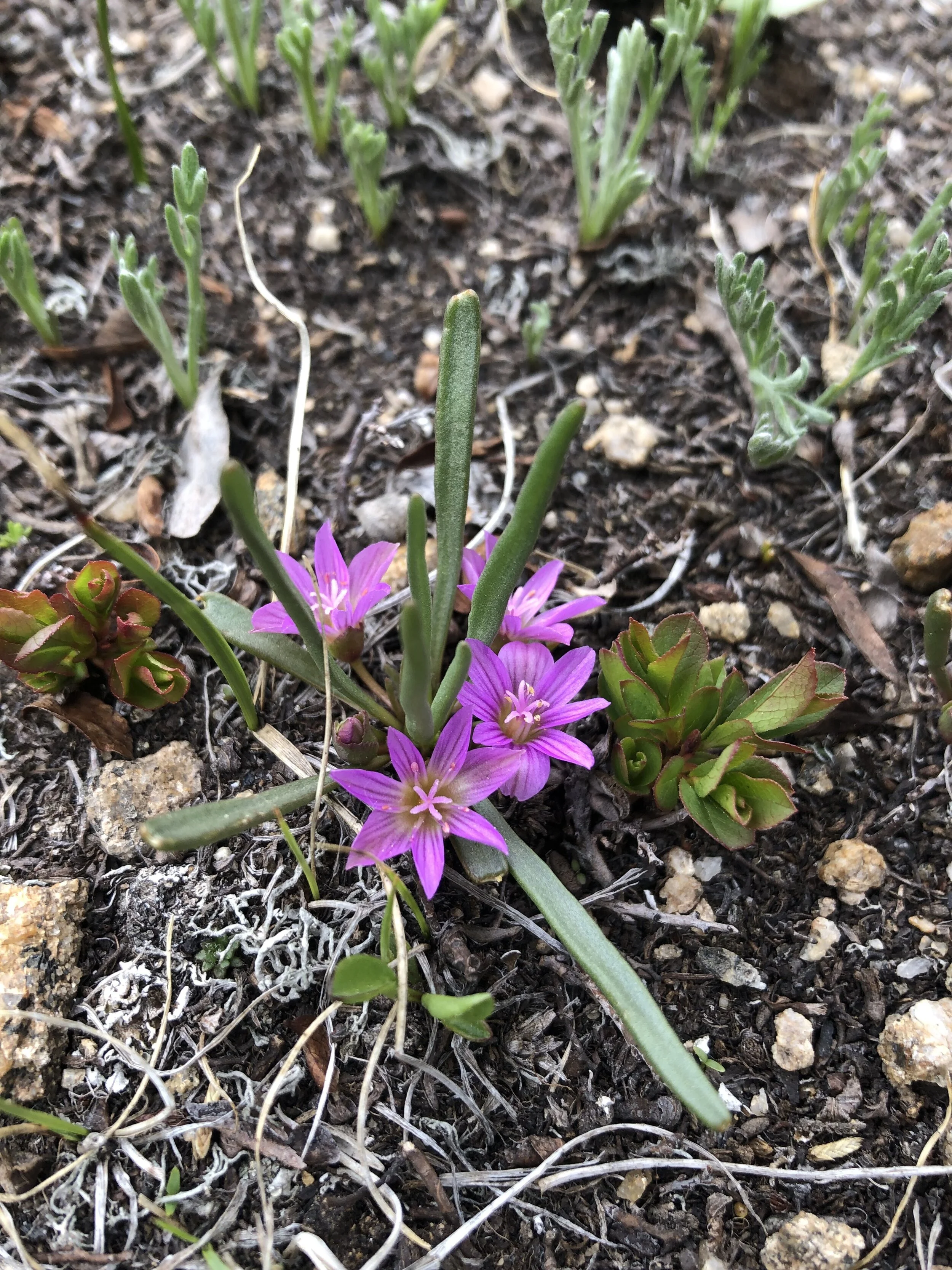 Pygmy bitterroot (yep, that's my name, alright) — Independence Pass ...