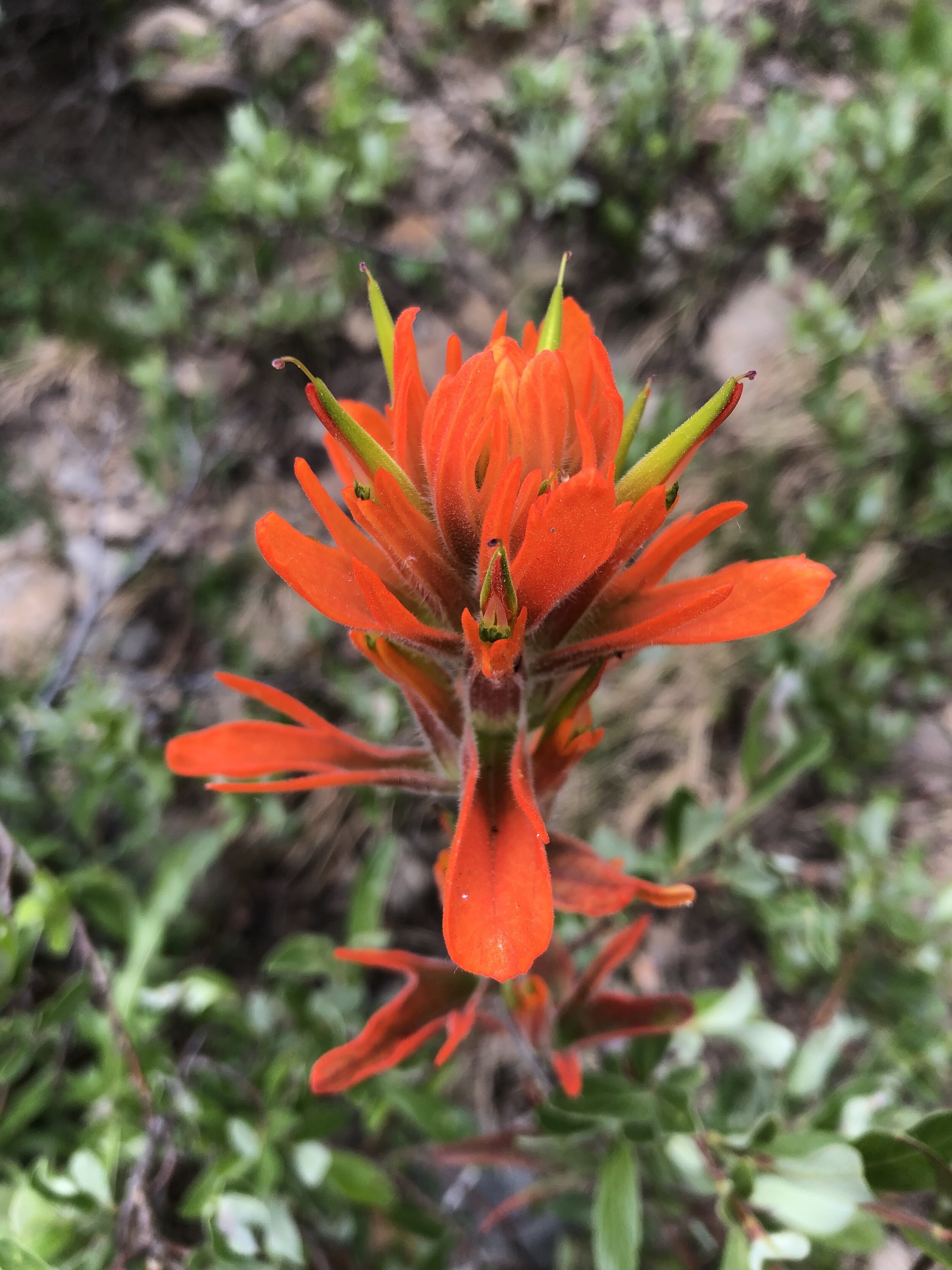 Painting a pretty picture — Independence Pass Foundation