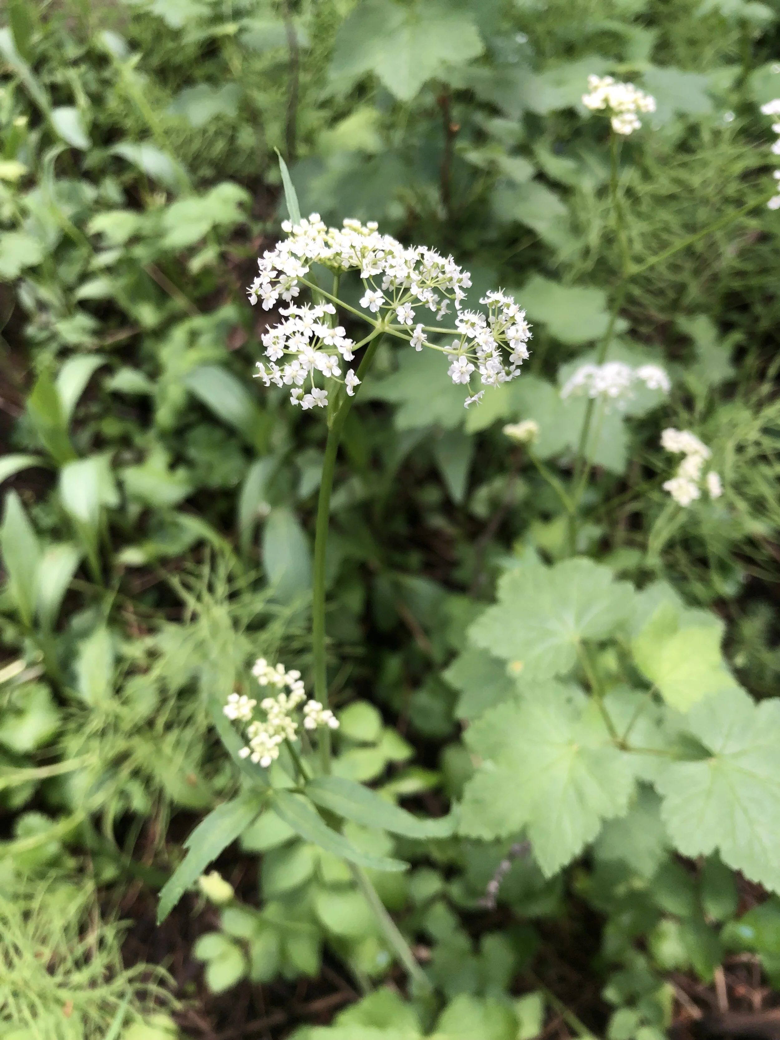 The cow's bane — Independence Pass Foundation