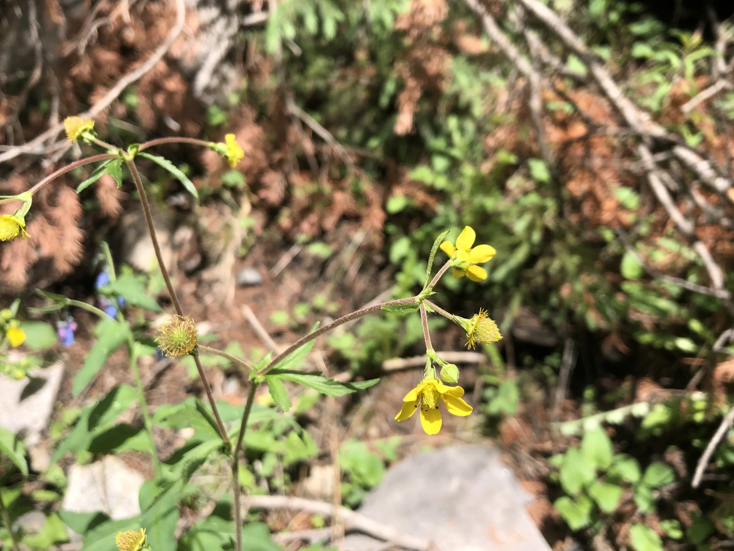 Pin cushion plant — Independence Pass Foundation