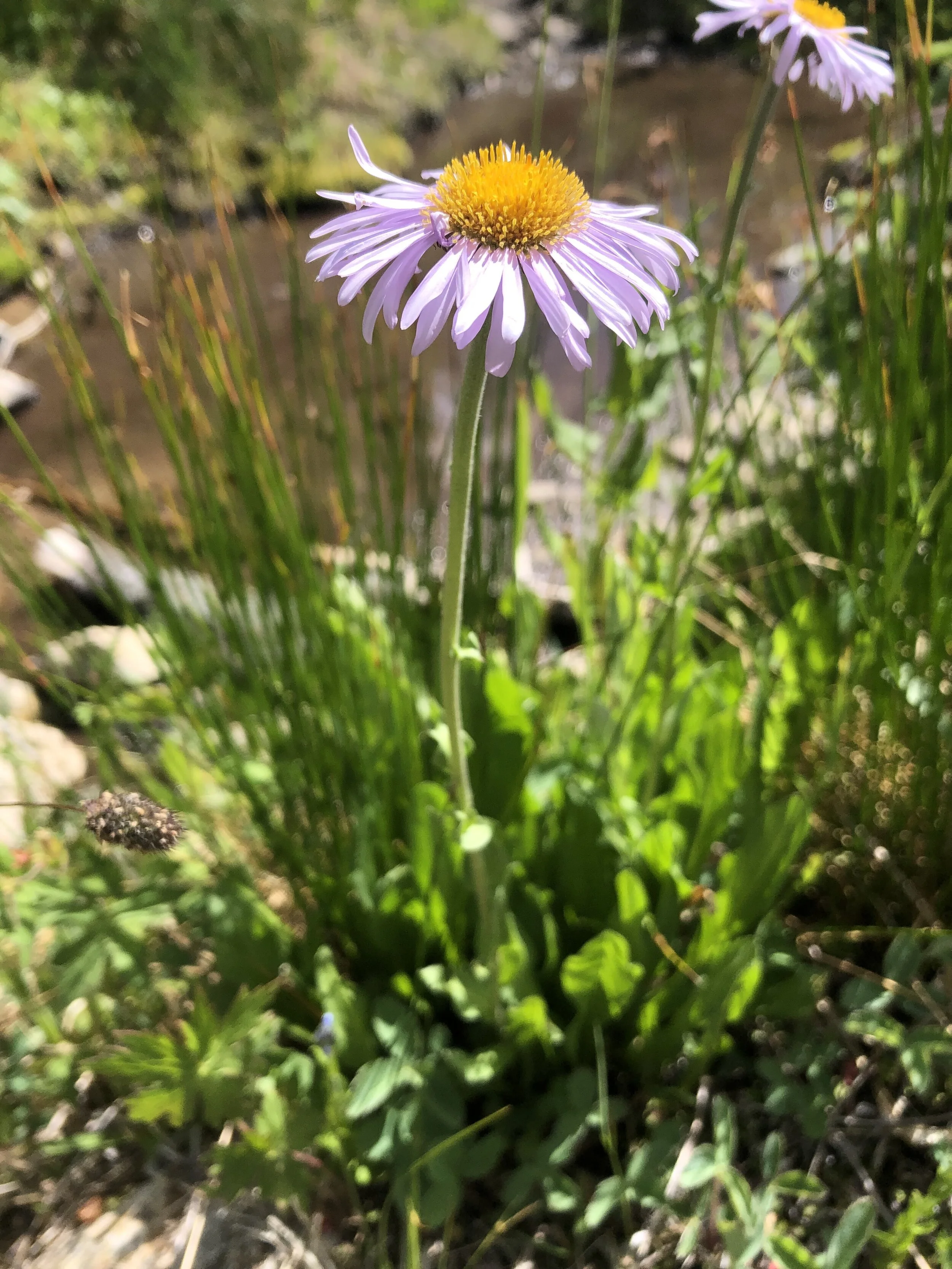 Daisy vs. fleabane — Independence Pass Foundation