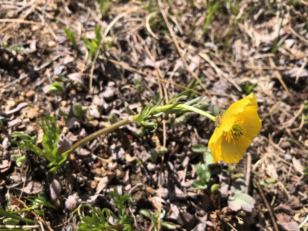 Follow the sun and the flies will come — Independence Pass Foundation