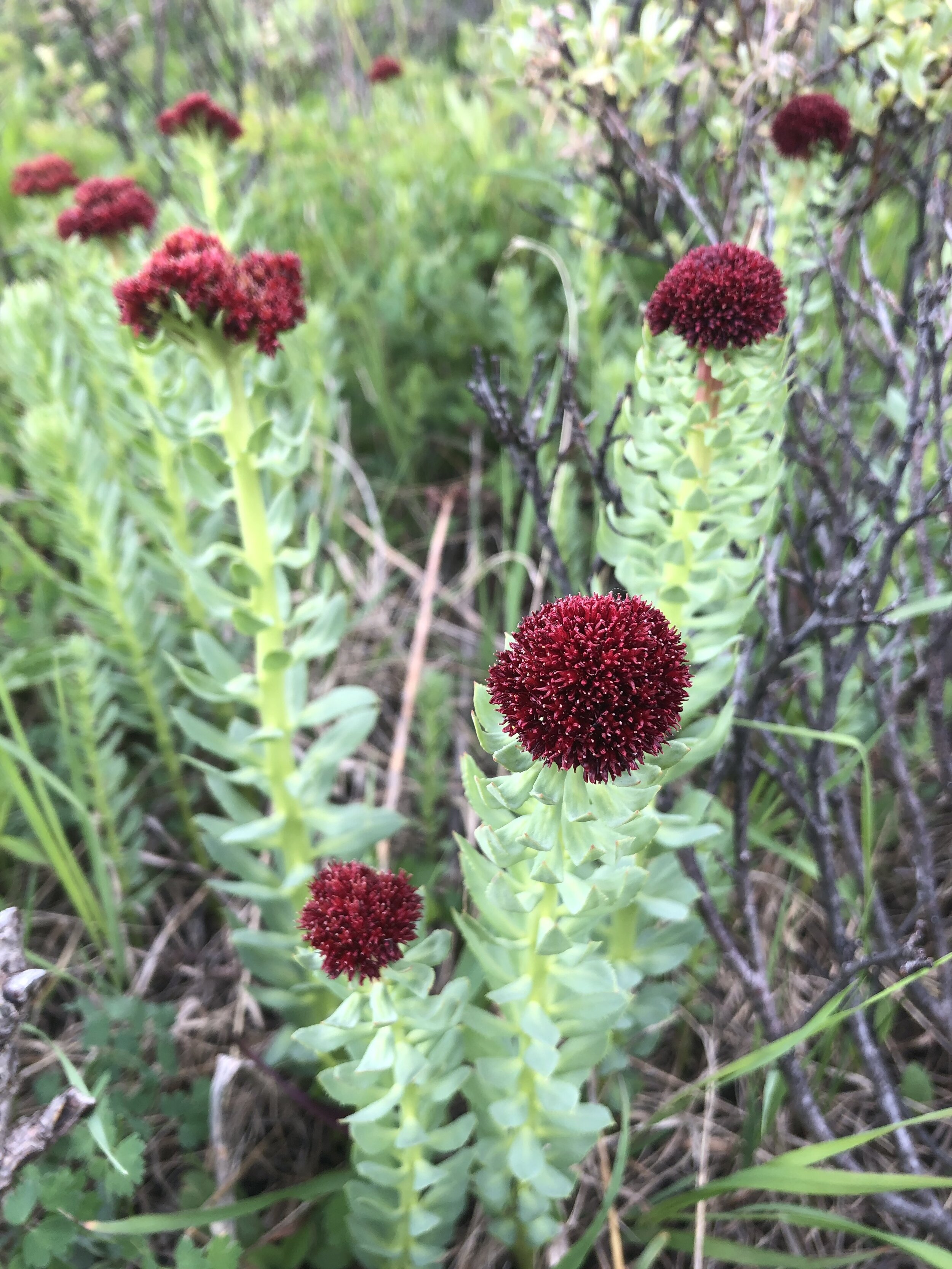 A crowning achievement — Independence Pass Foundation