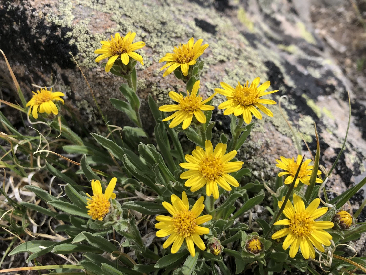 A most golden weed — Independence Pass Foundation