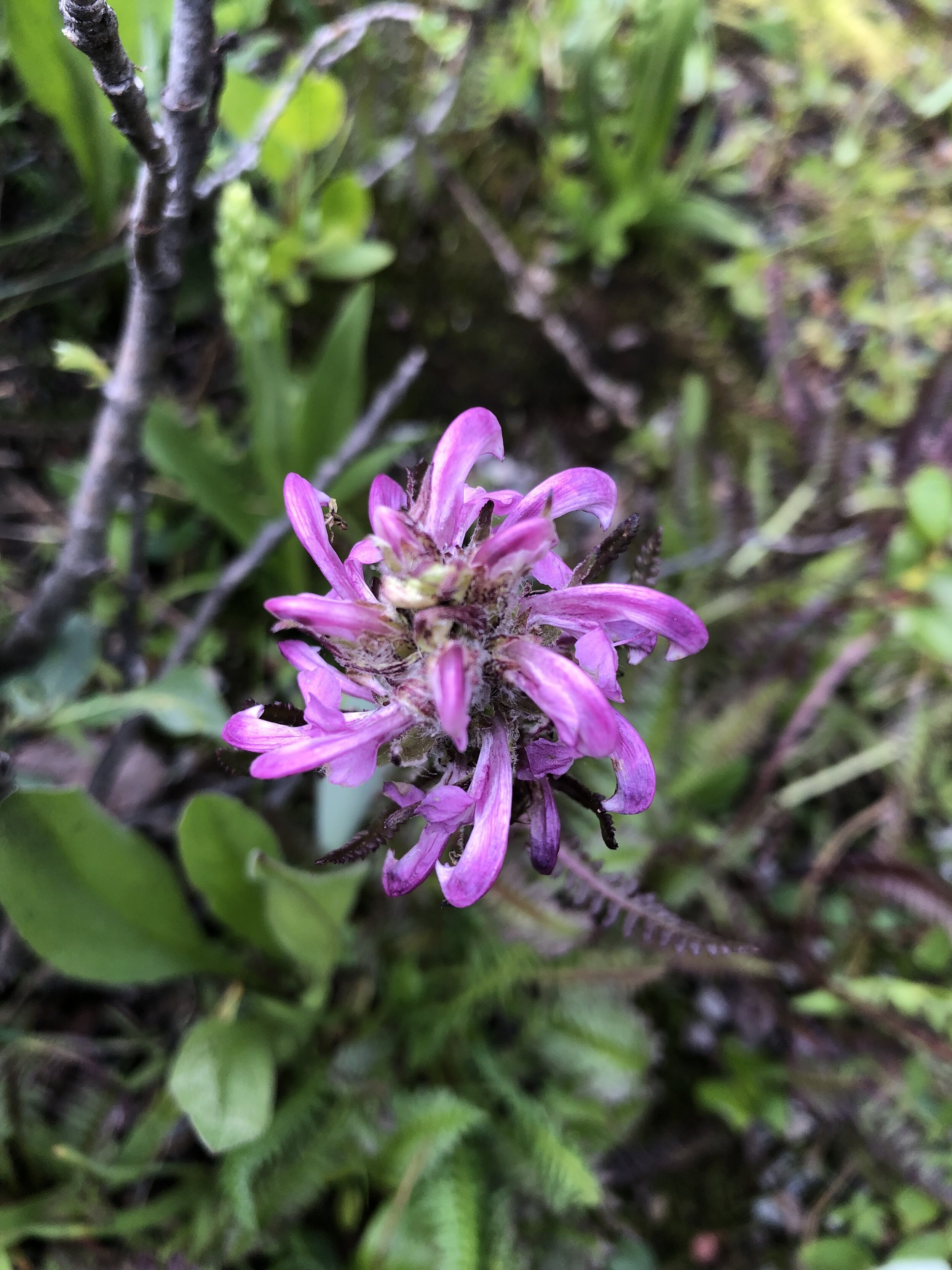 Worst named flower? — Independence Pass Foundation