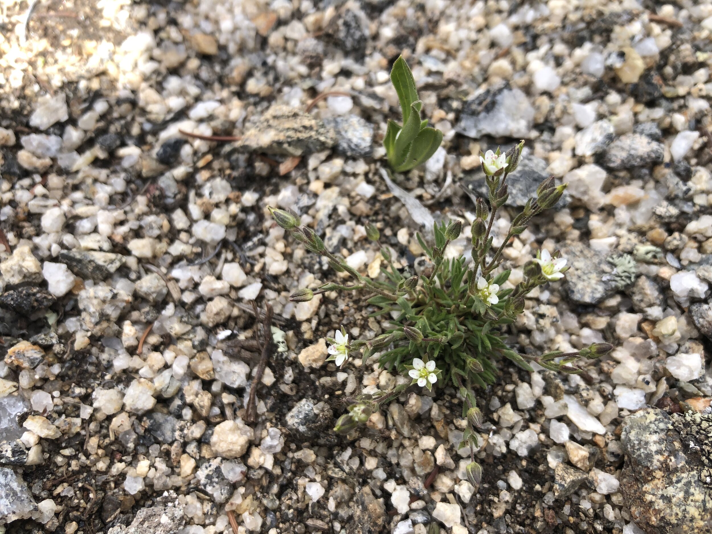 Beautiful sandwort (if you can find me, that is!) — Independence Pass ...