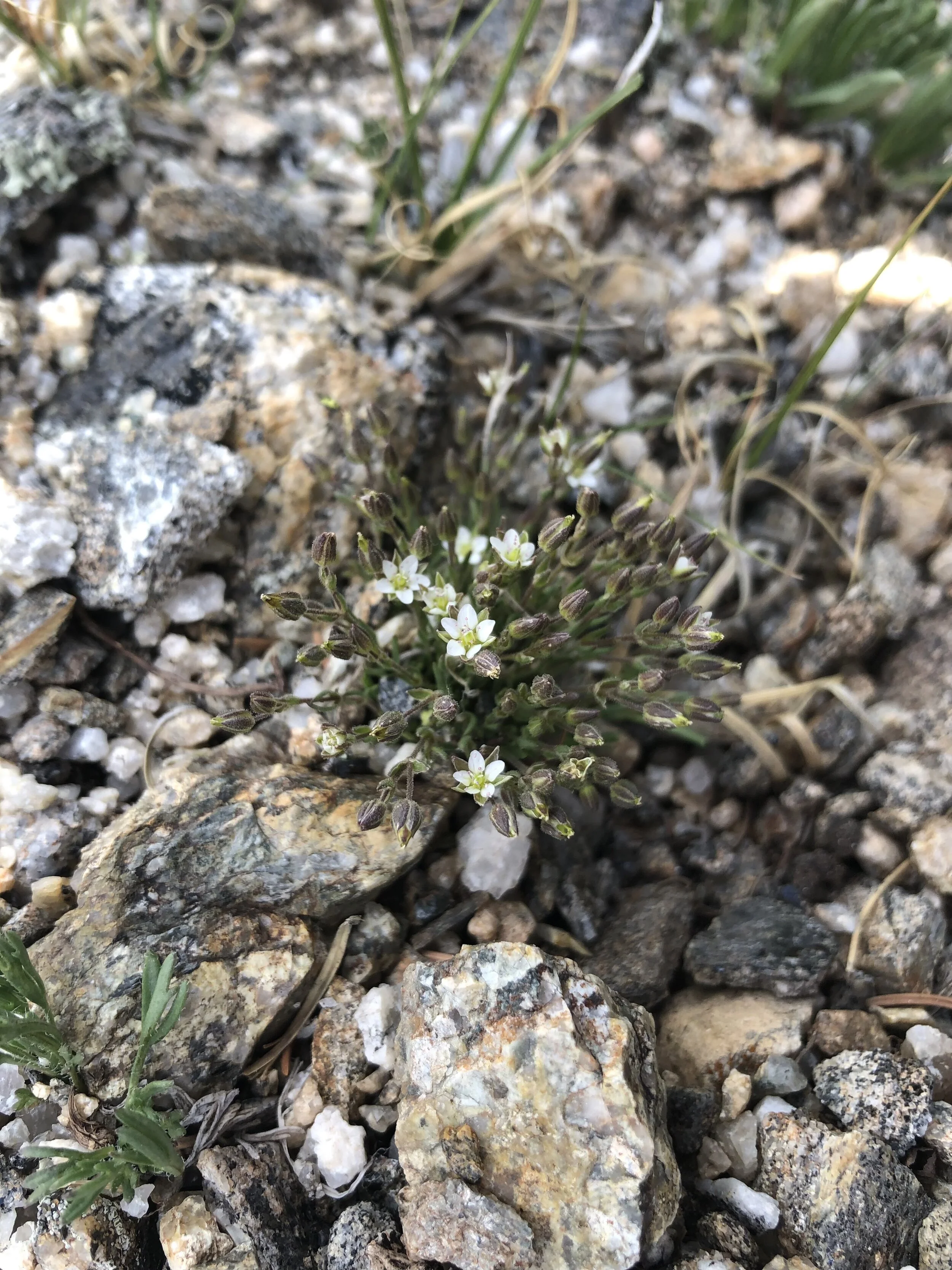 Beautiful sandwort (if you can find me, that is!) — Independence Pass ...