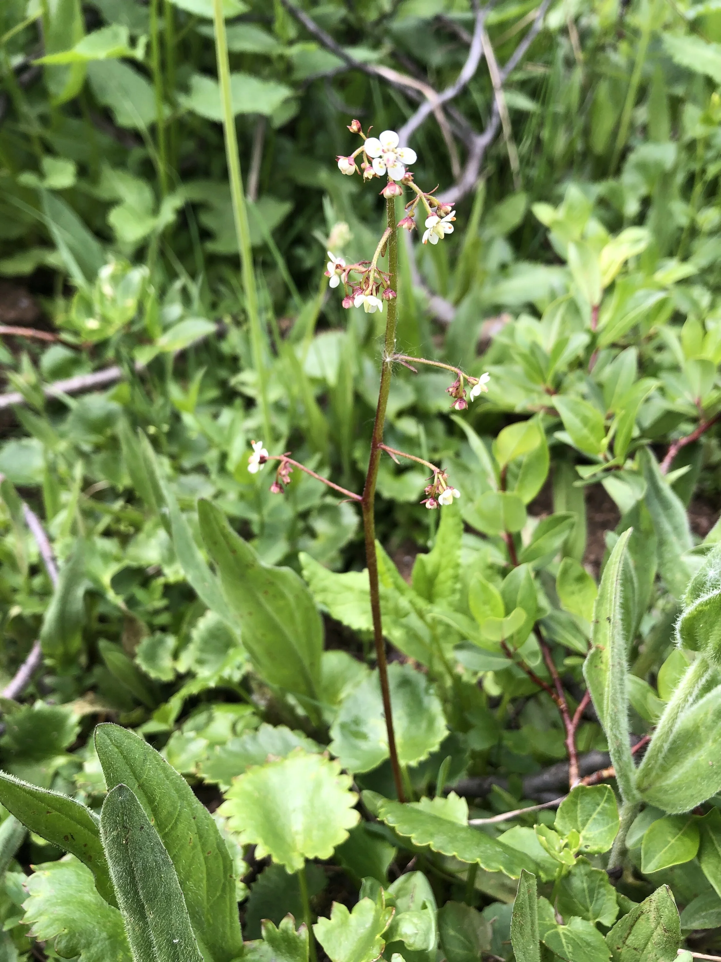 The consummate babbling brook beauty — Independence Pass Foundation