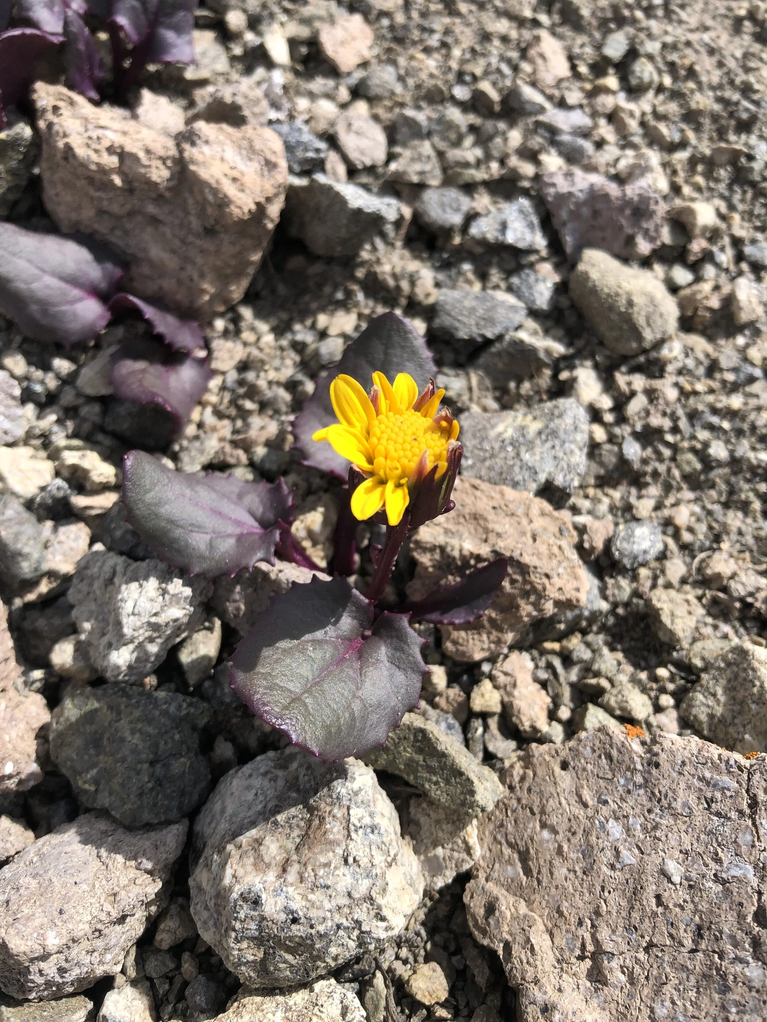Be proud, Coloradans! — Independence Pass Foundation