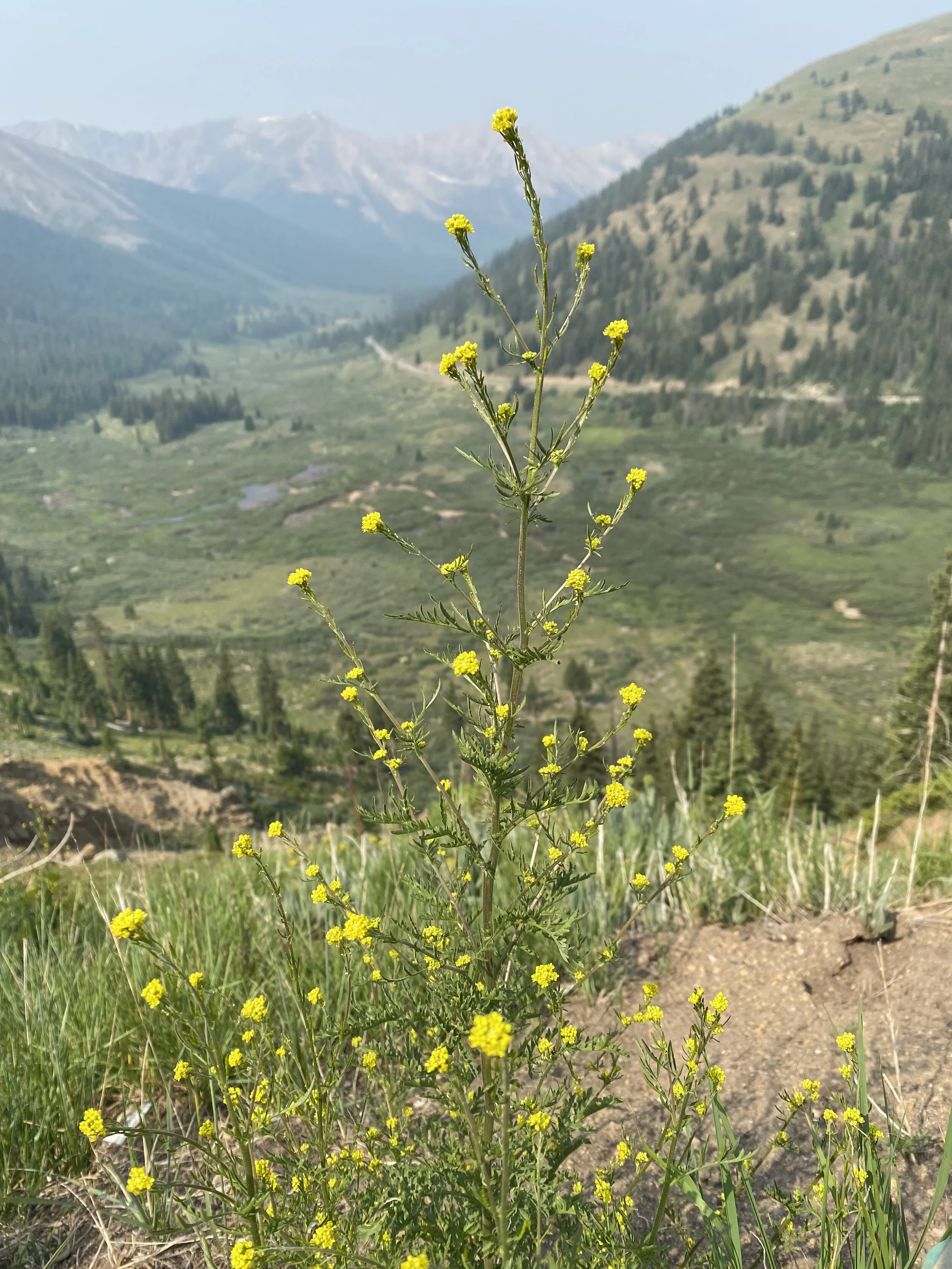 Tricky tansymustards — Independence Pass Foundation