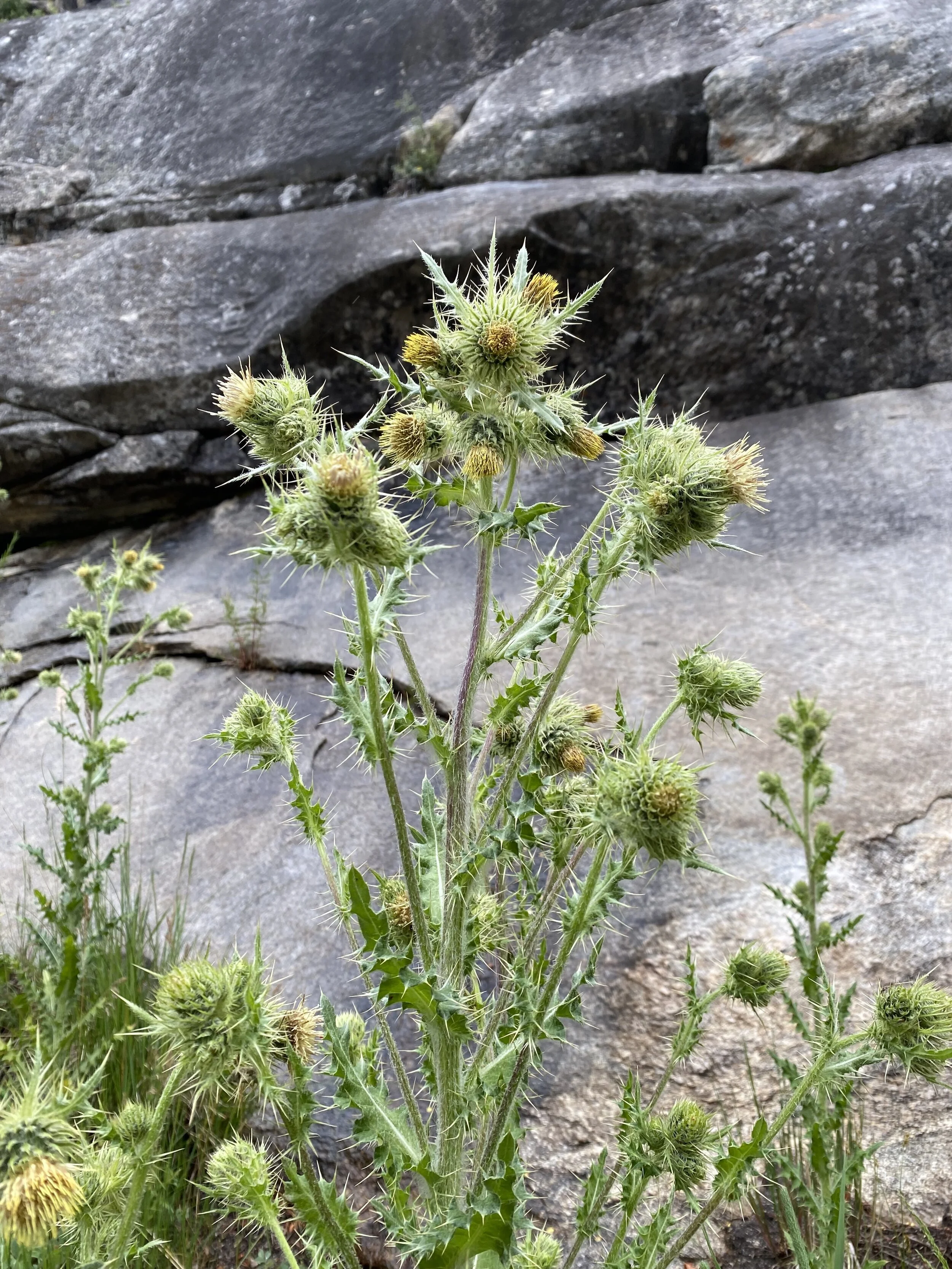 Good thistle — Independence Pass Foundation