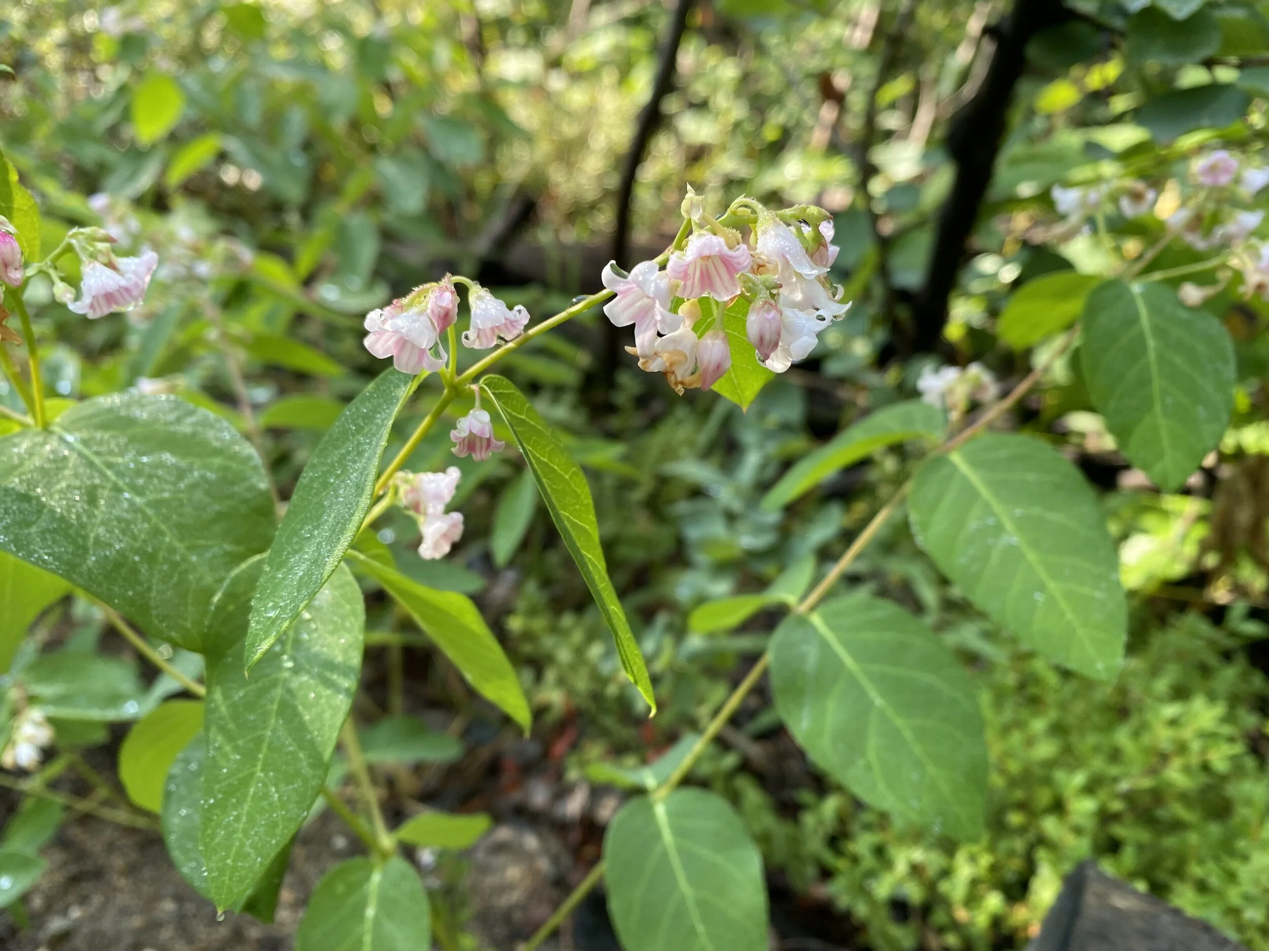 The dog's bane — Independence Pass Foundation