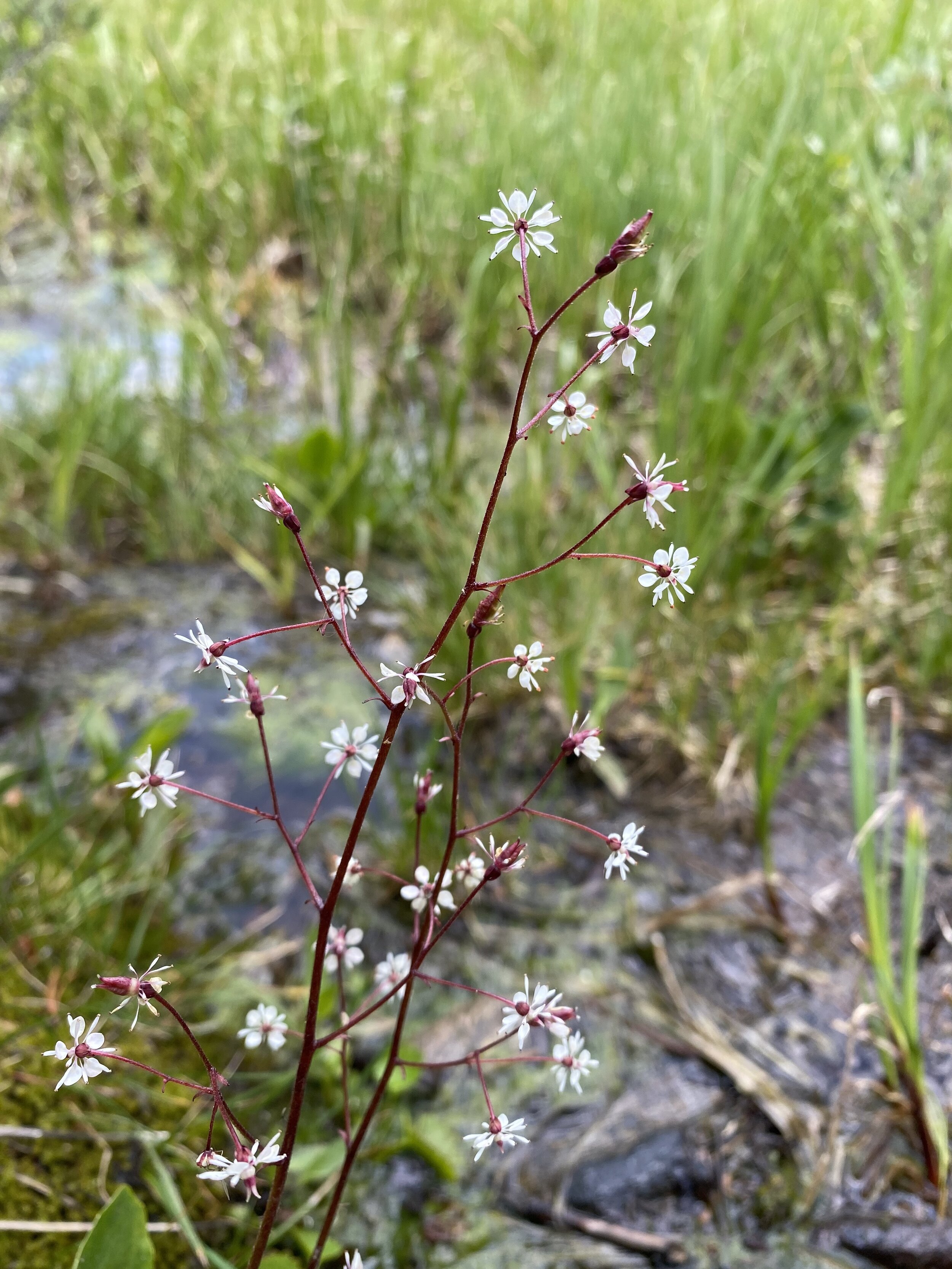 The consummate babbling brook beauty — Independence Pass Foundation
