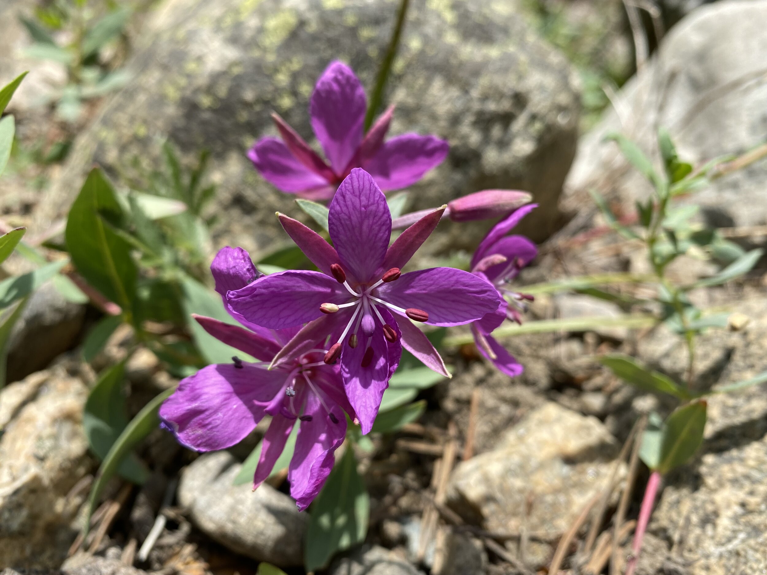Greenland's national flower — Independence Pass Foundation