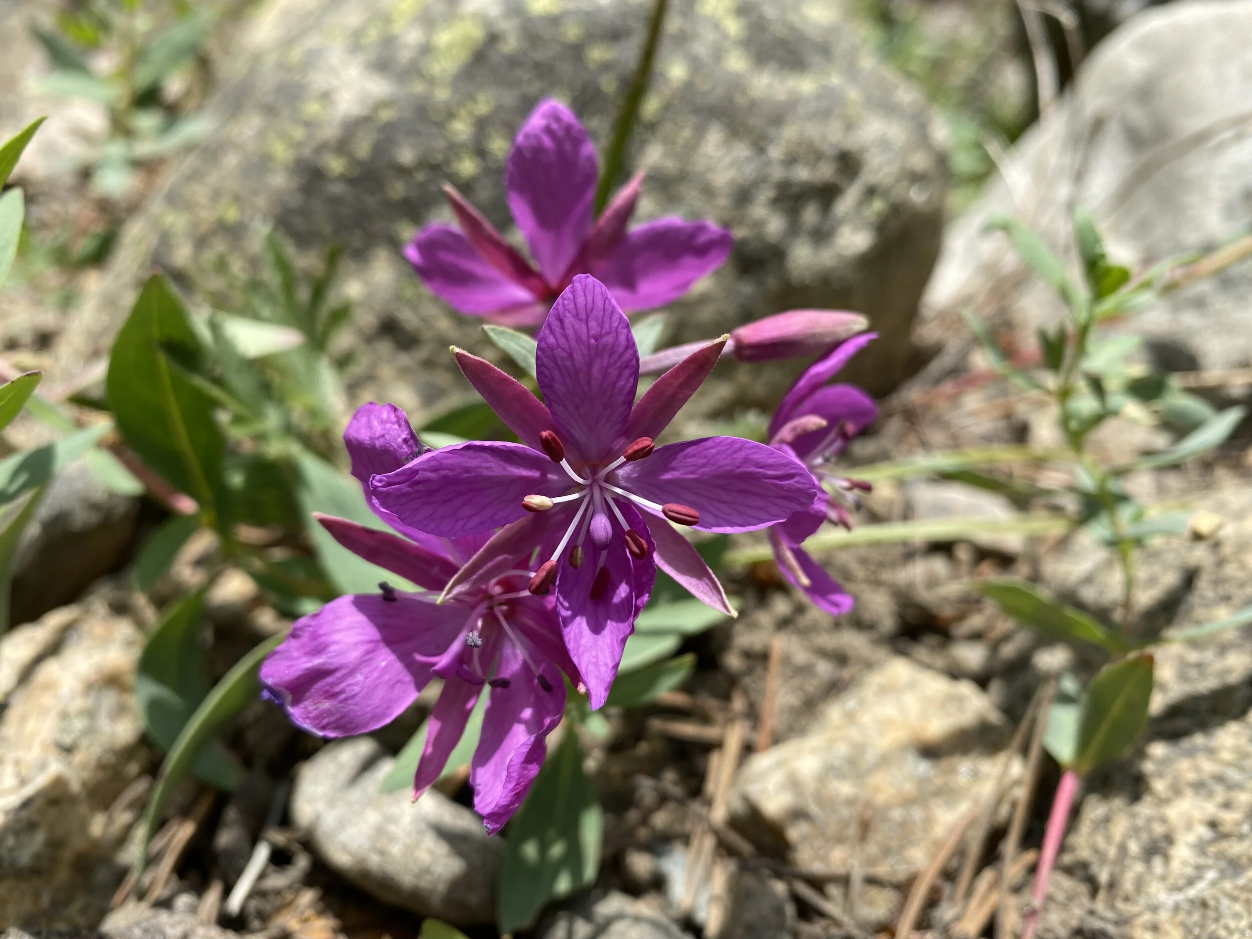 Greenland's national flower — Independence Pass Foundation