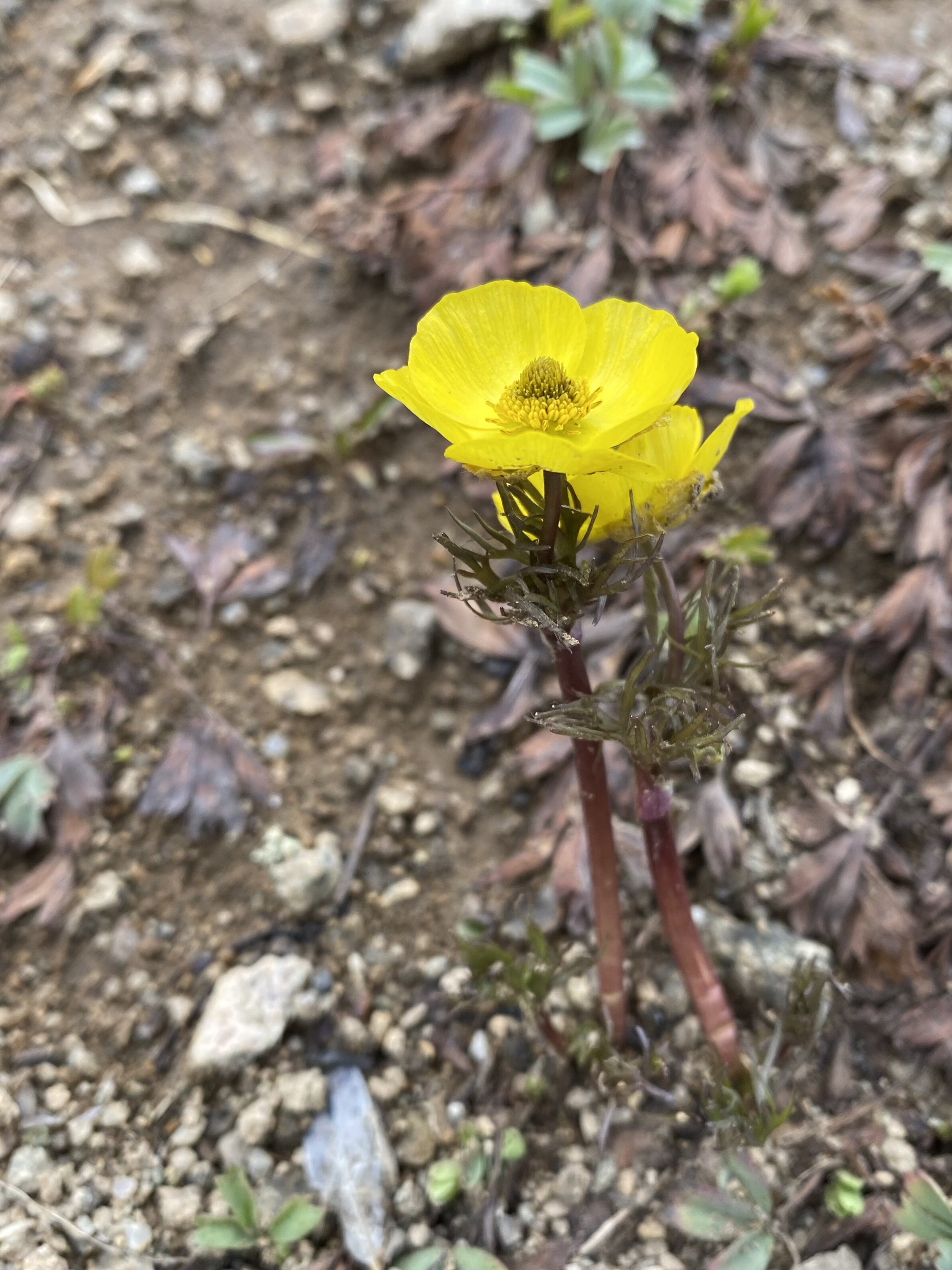 Follow the sun and the flies will come — Independence Pass Foundation