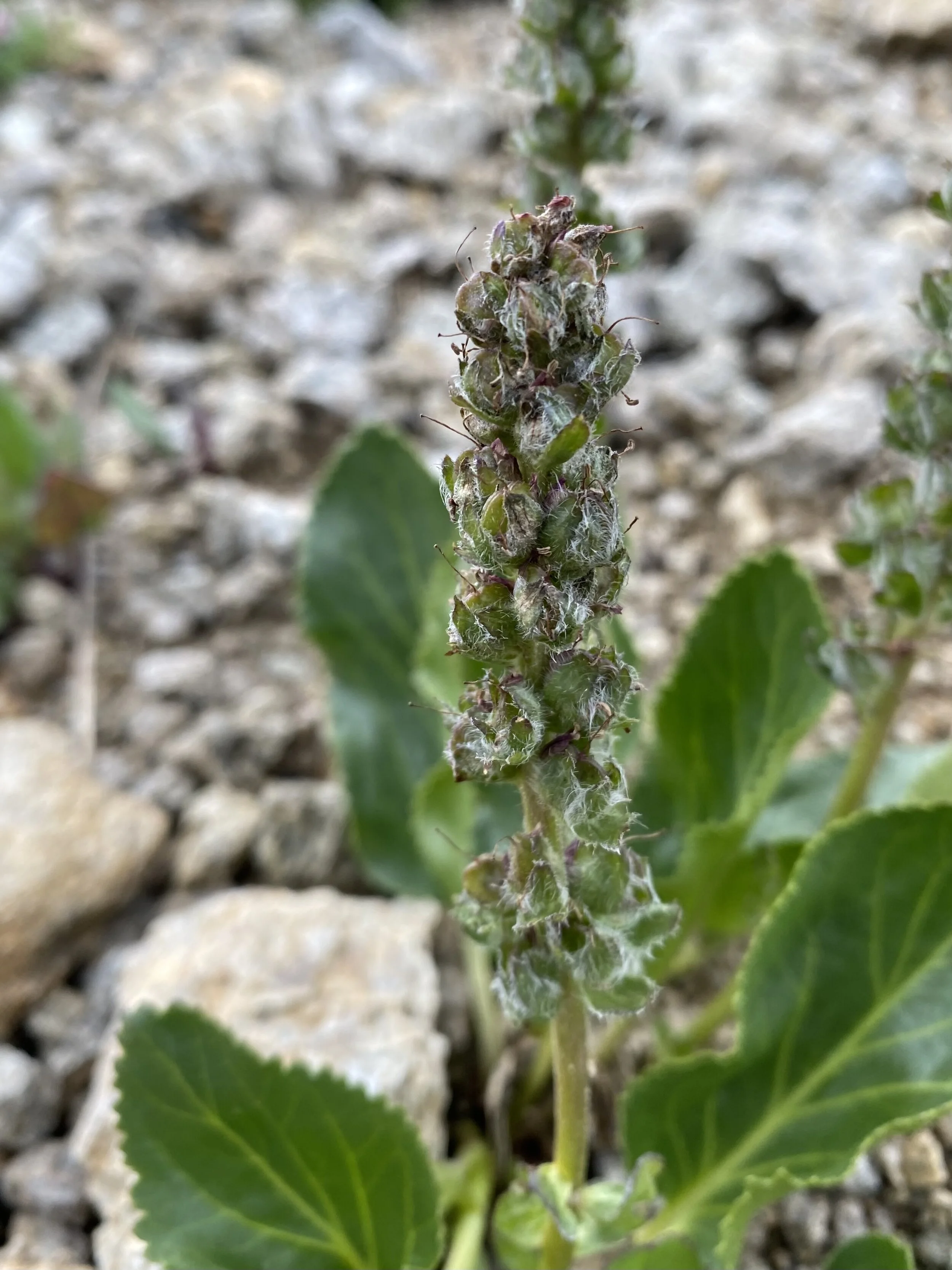 2021 Wildflower Checklist — Independence Pass Foundation