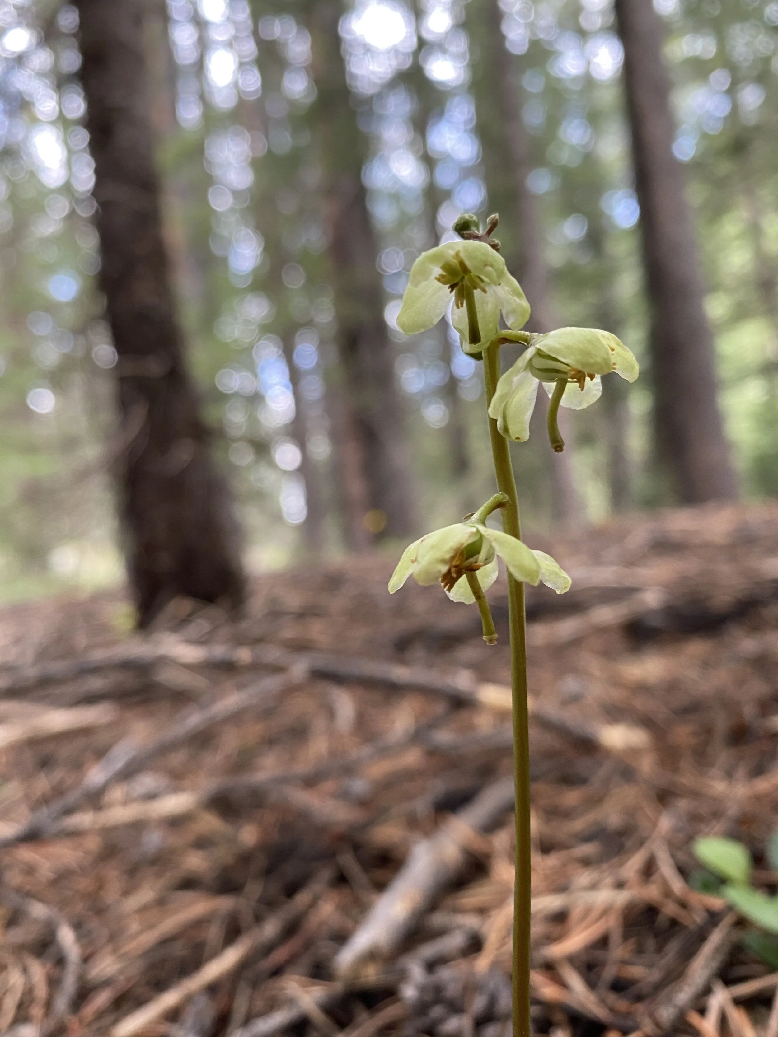 Circumboreal — Independence Pass Foundation