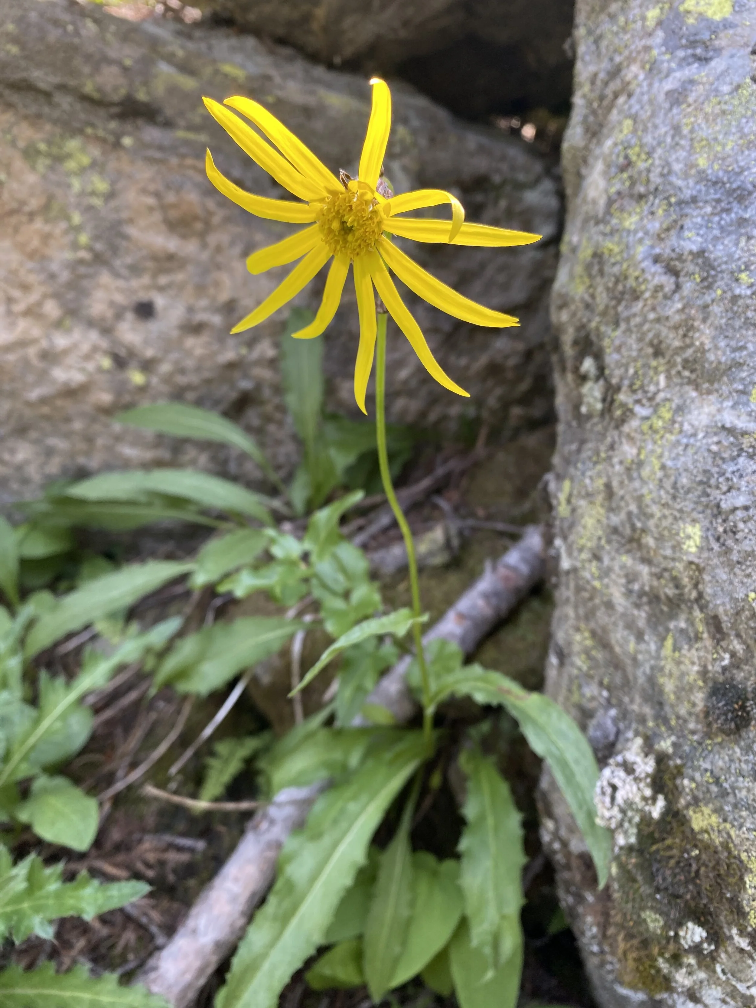 Senecio sunshine — Independence Pass Foundation
