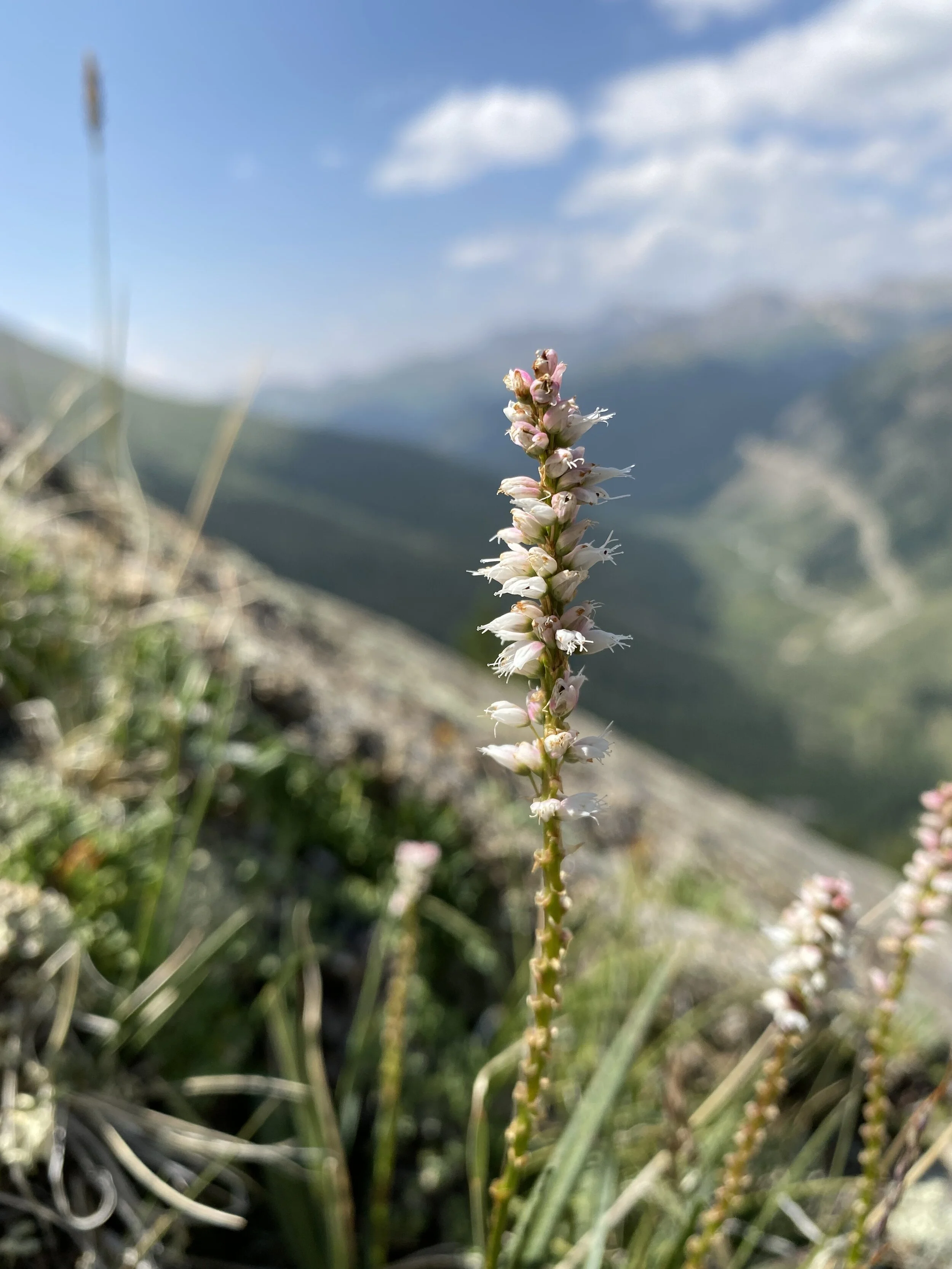 Viviparous, indeed! — Independence Pass Foundation