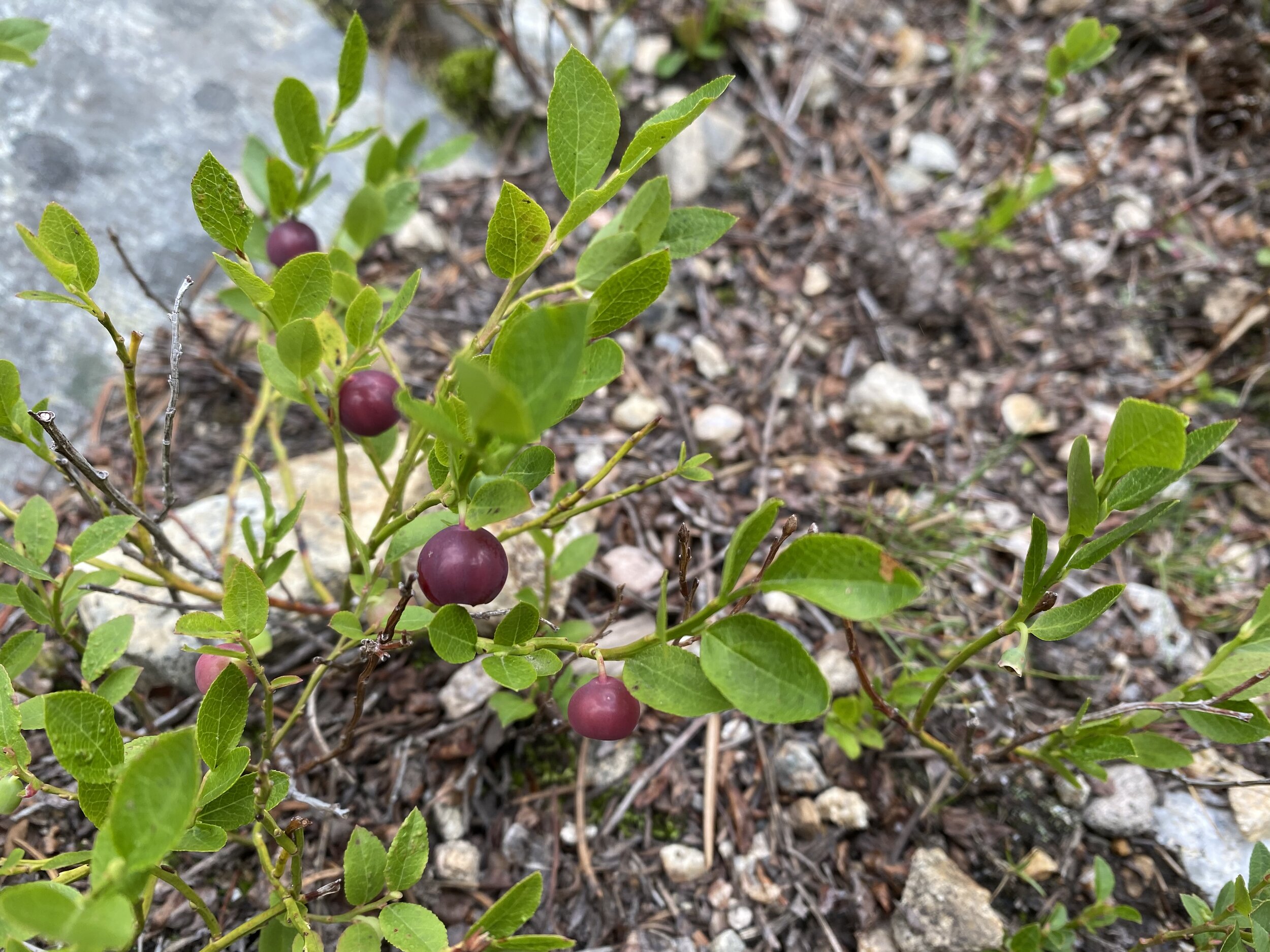 Precious few wild blueberries — Independence Pass Foundation