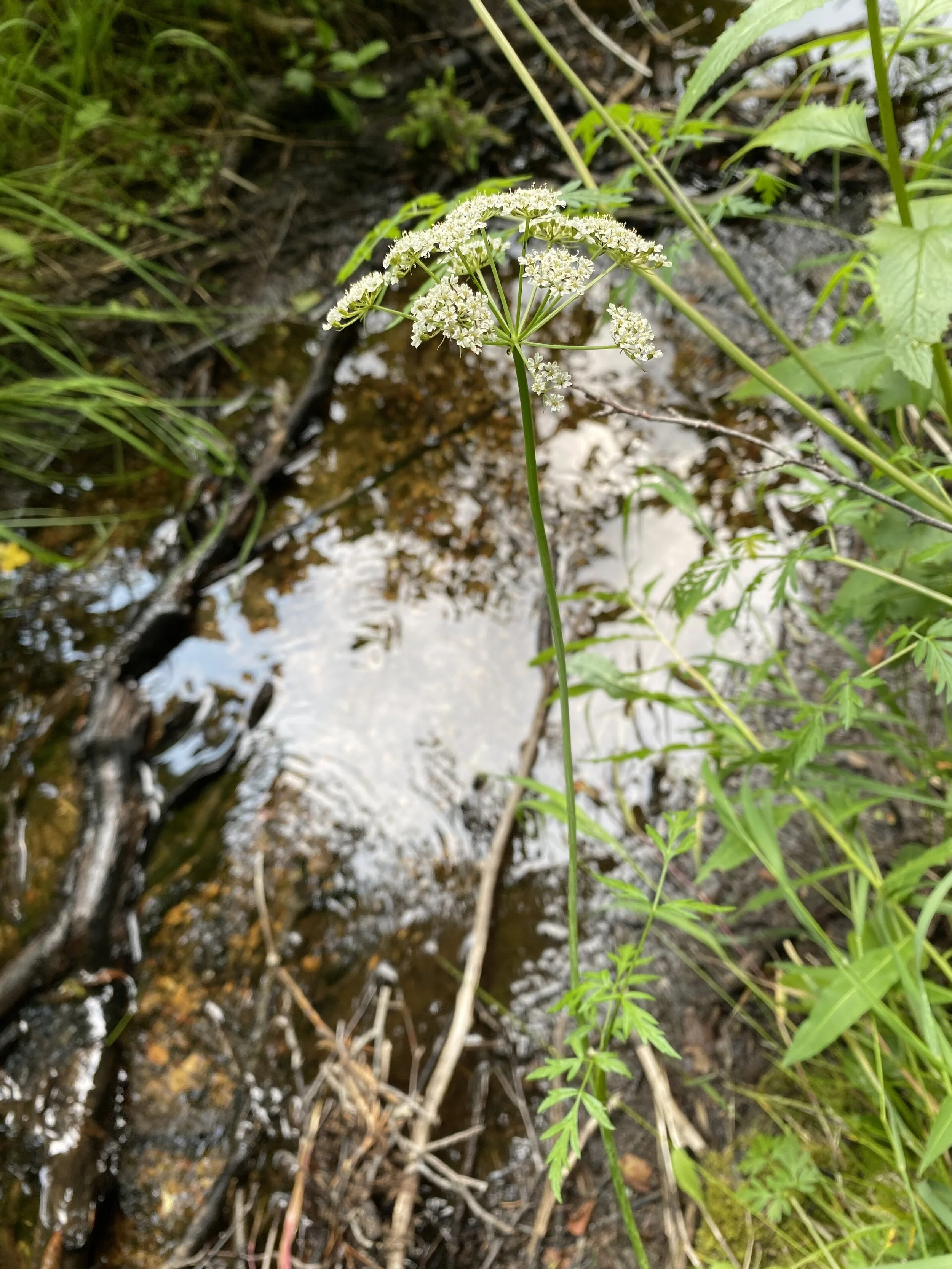2021 Wildflower Checklist Blog — Independence Pass Foundation