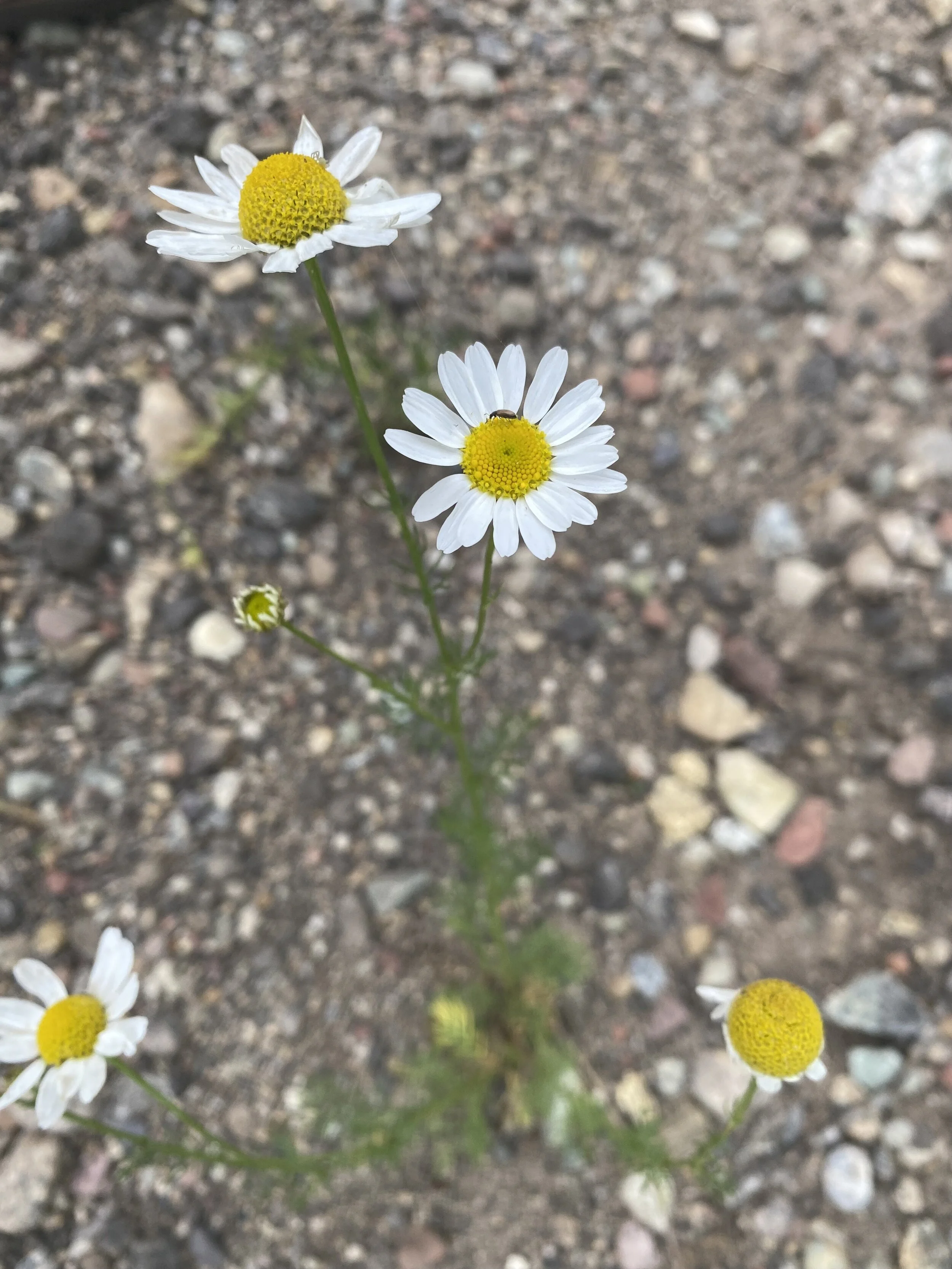 Pulling me softly — Independence Pass Foundation