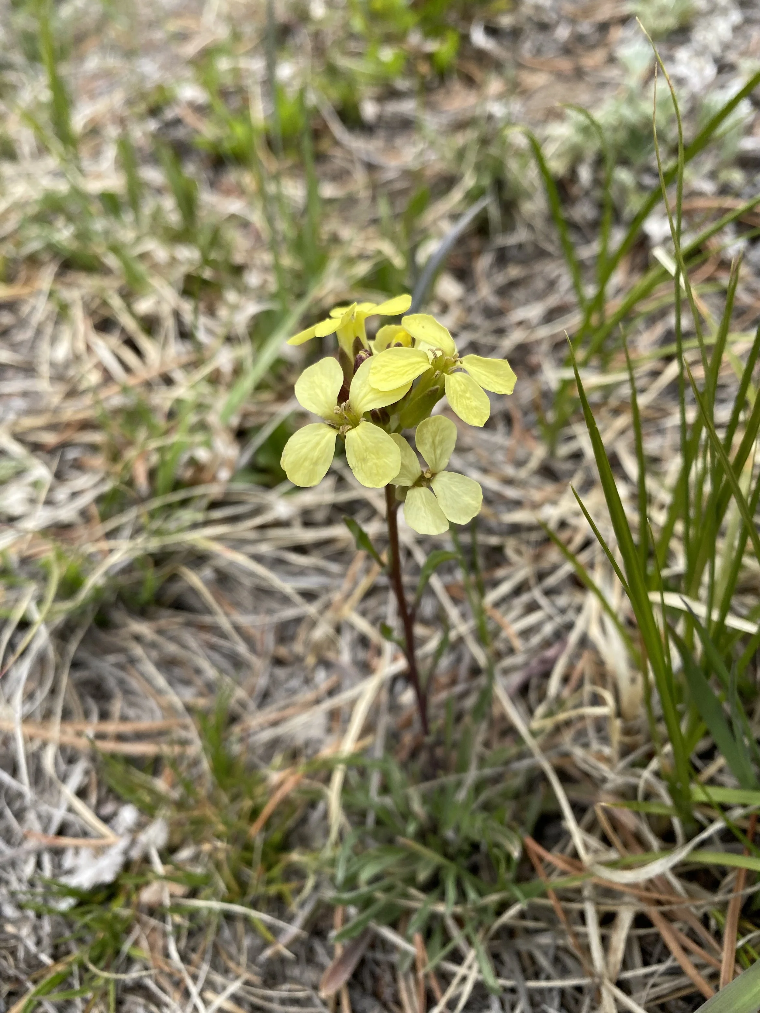 Yellow to the west, lavender to the east — Independence Pass Foundation