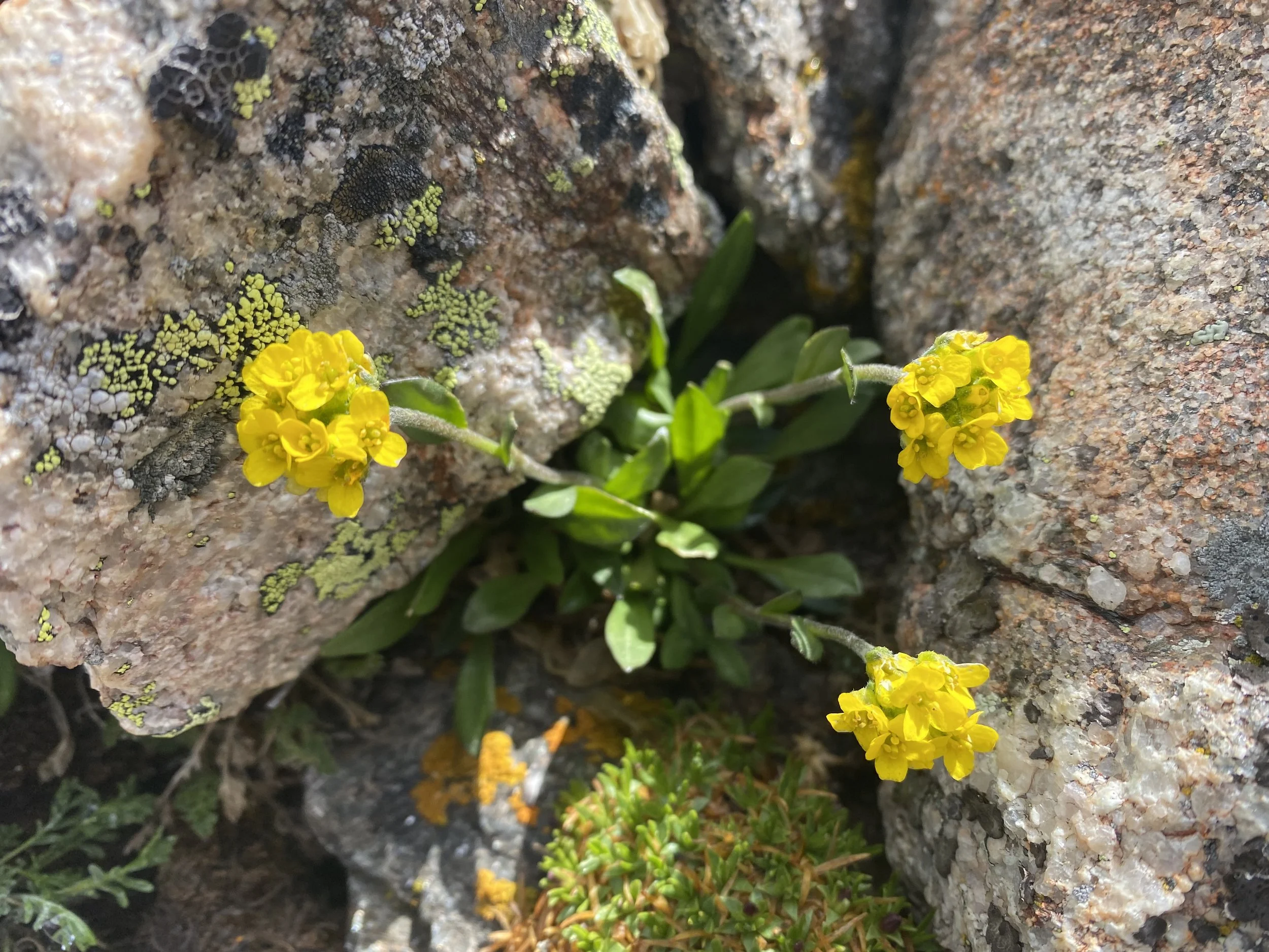 Difficult drabas — Independence Pass Foundation