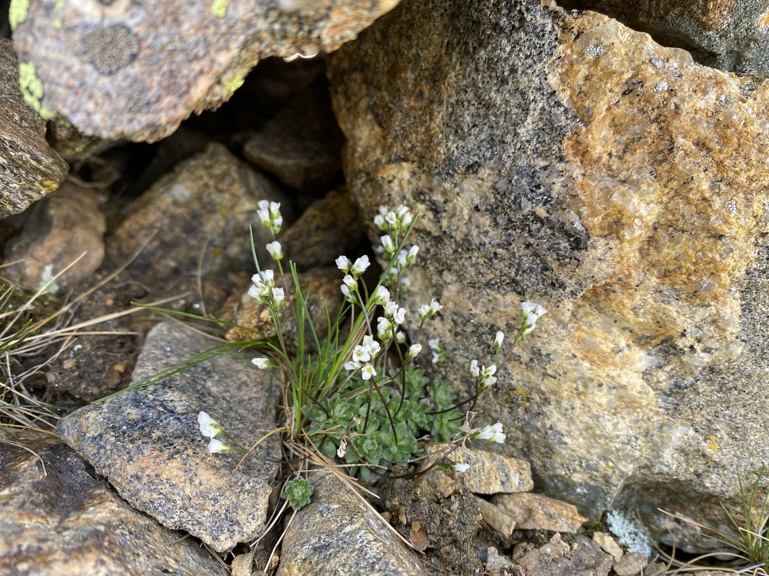 Alpine delight — Independence Pass Foundation