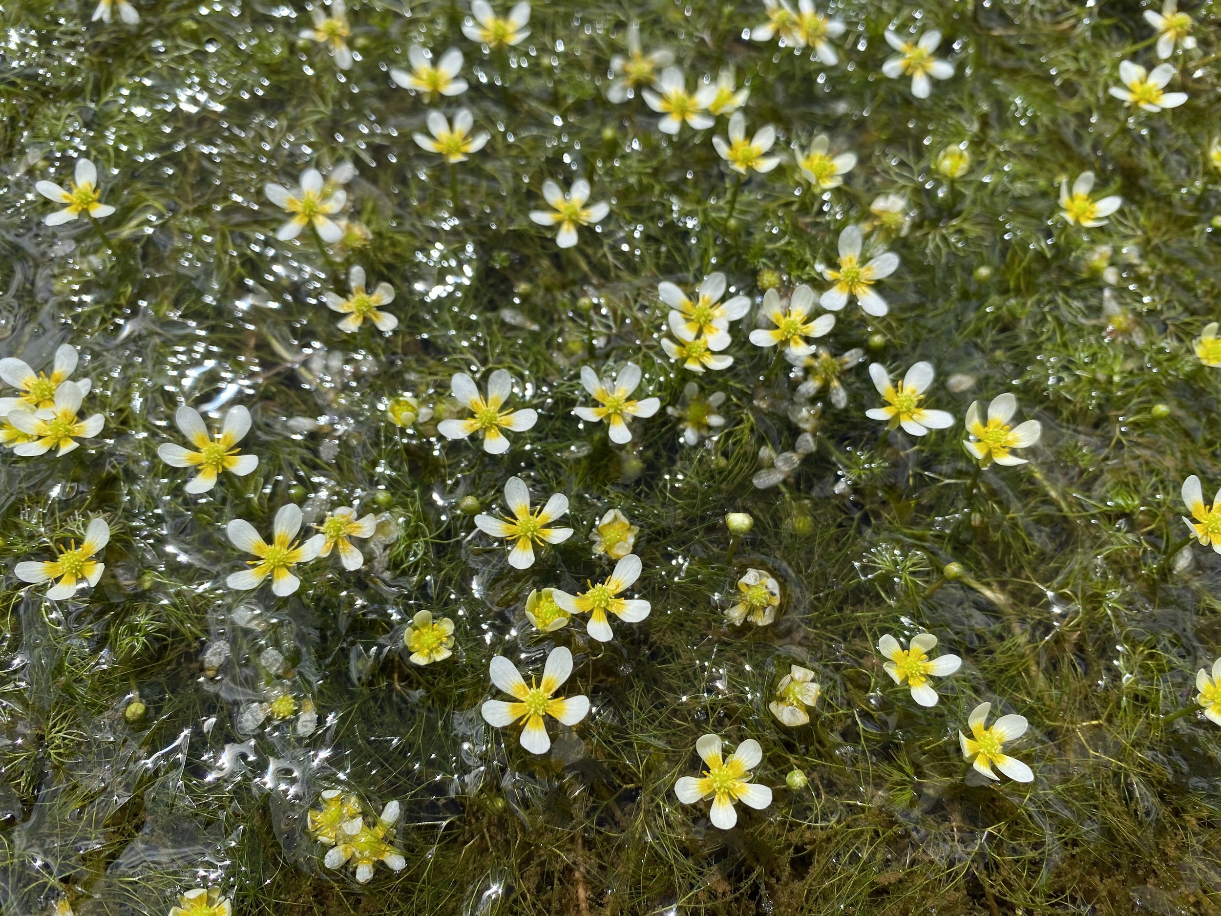 2022 Wildflower Checklist — Independence Pass Foundation