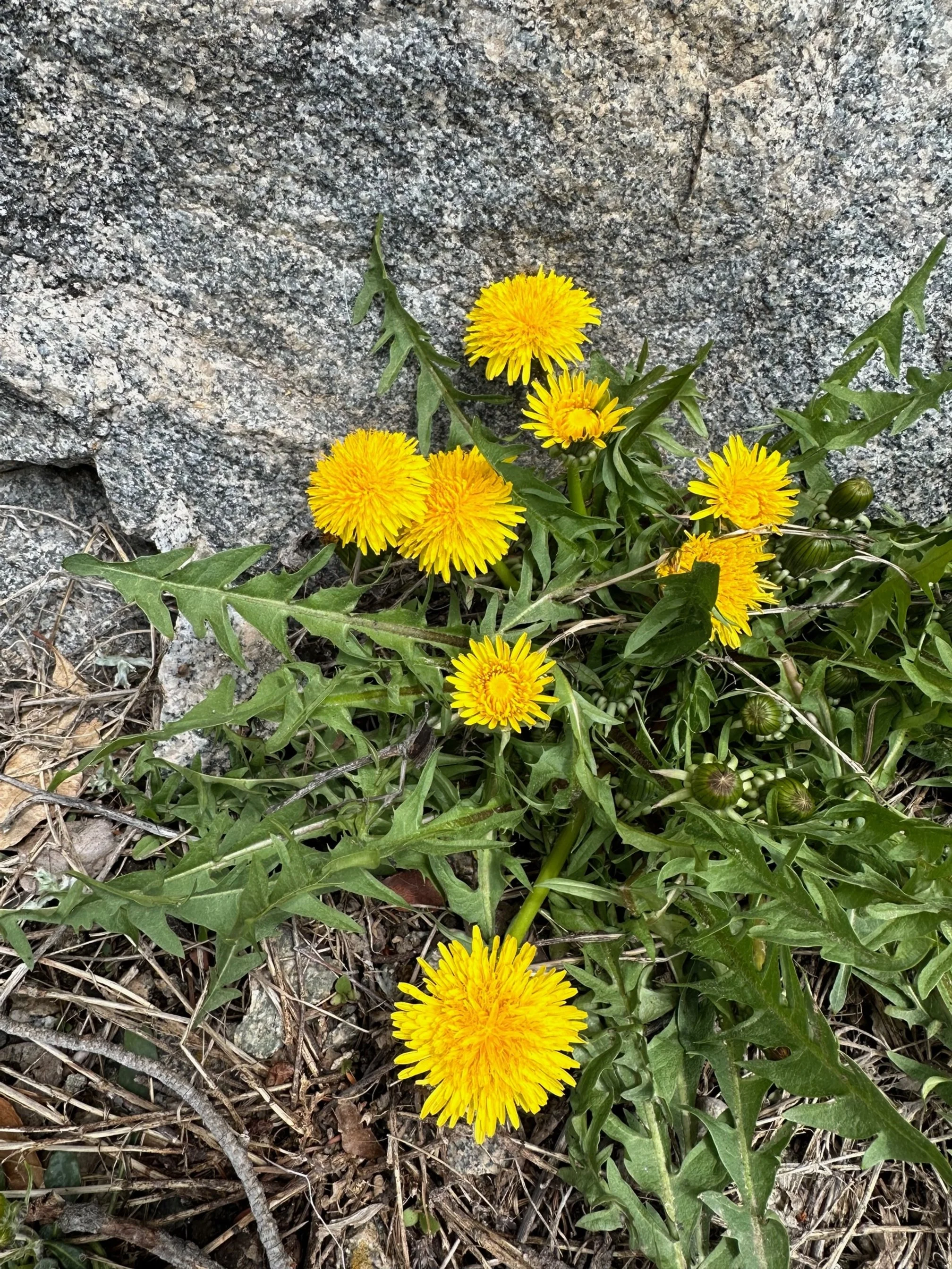 2024 Wildflower Checklist — Independence Pass Foundation