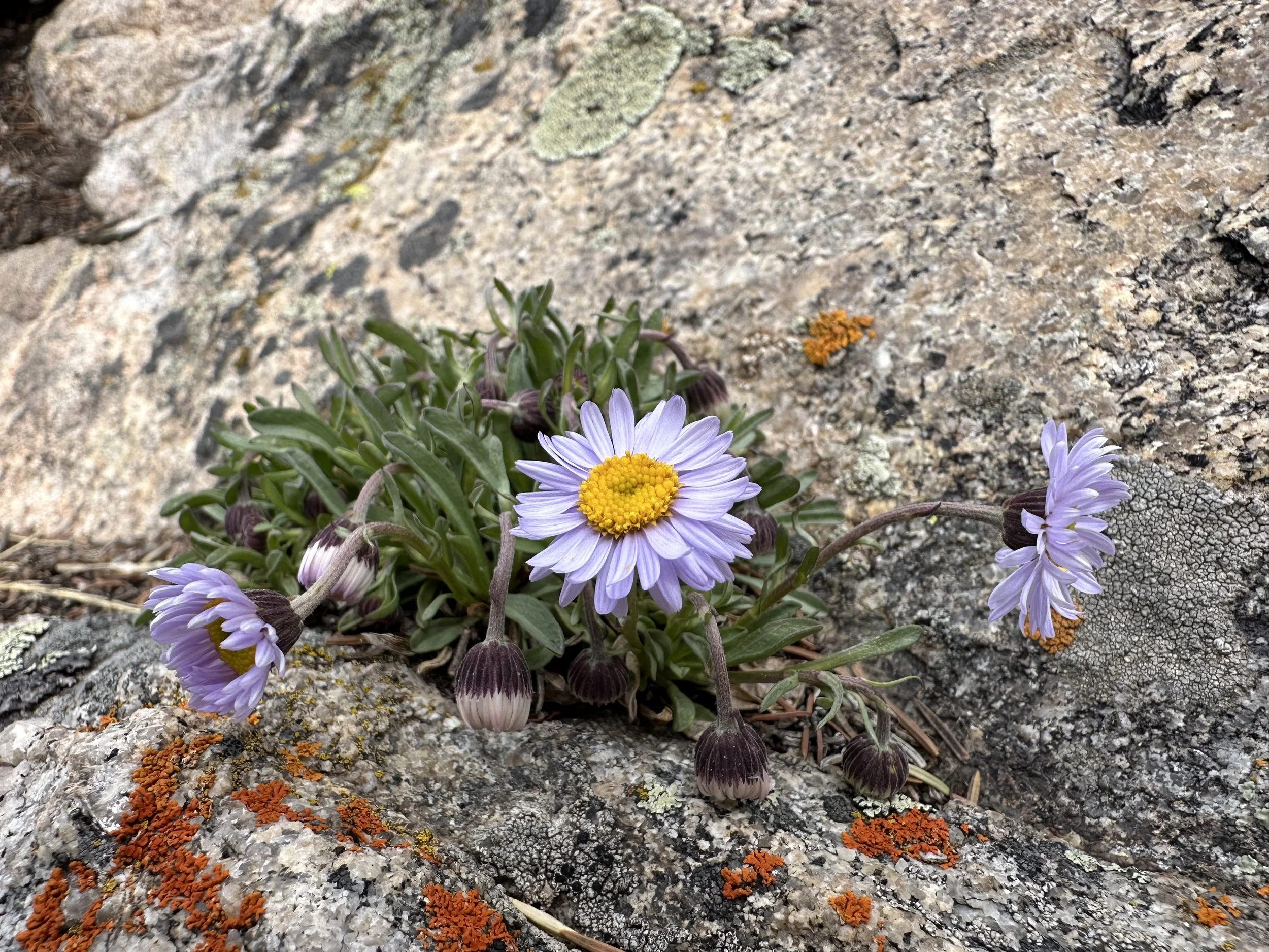 Daisy rockin' it — Independence Pass Foundation