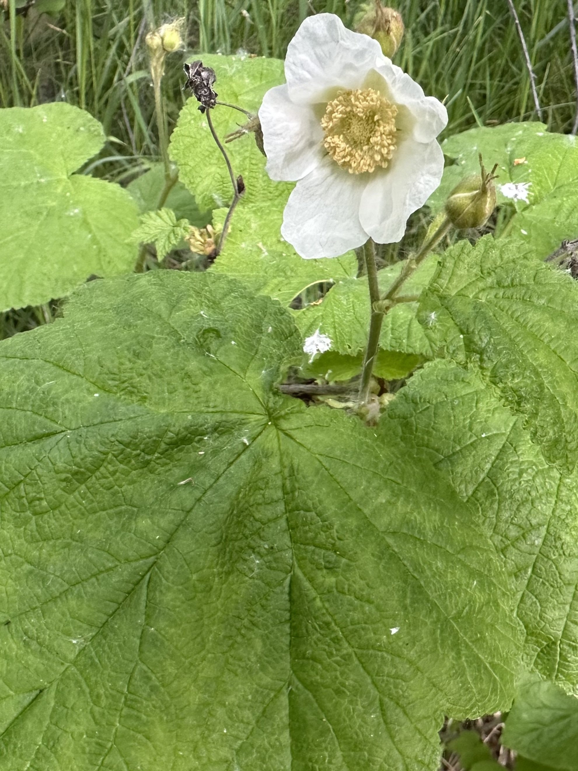 Our berry best berry — Independence Pass Foundation